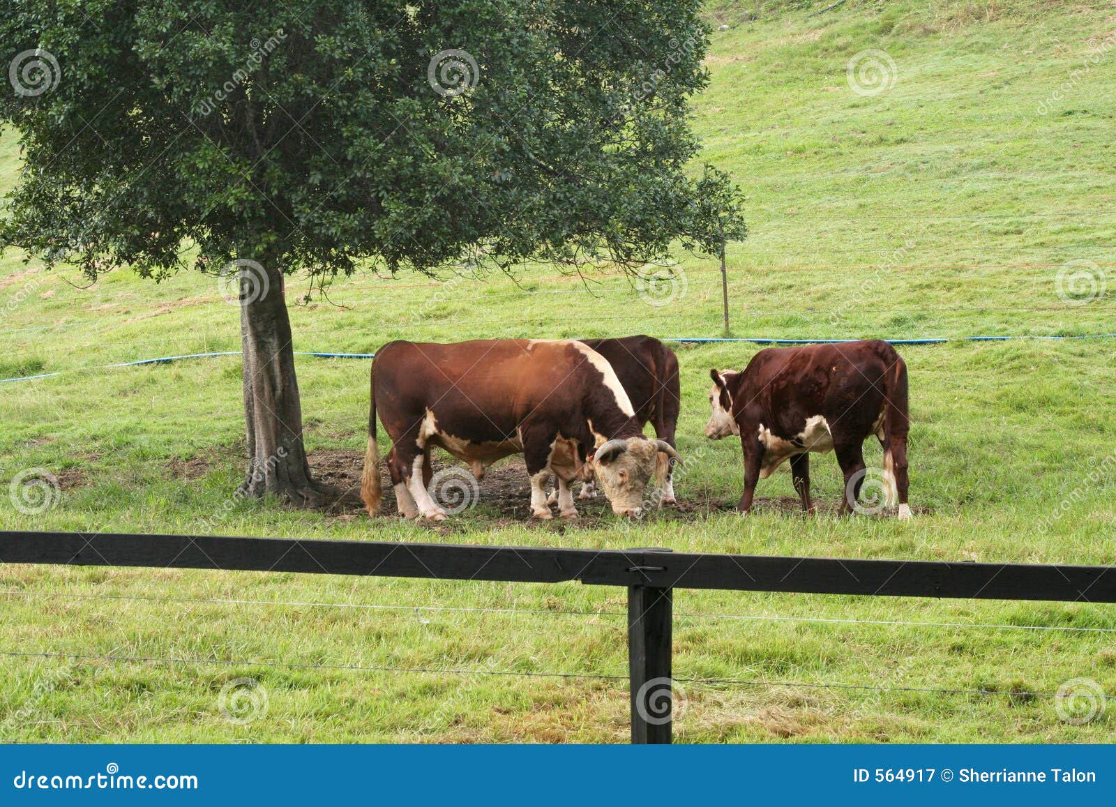 Big Fella stock image. Image of horns, herd, livestock - 564917 Big Fella stock image. Image of horns, herd, livestock - 564917