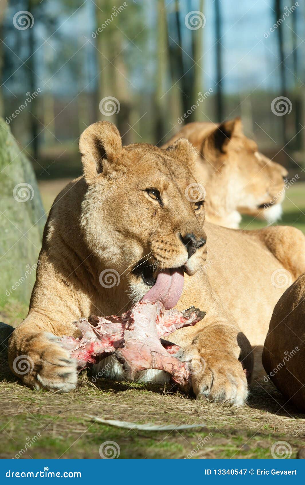 Lion Eating Chunk Of Meat In Zoo Austria Steiermark Herberstein Styria ...
