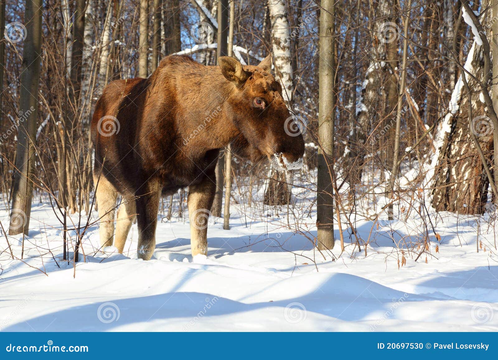 Big Female of Elk in Woods at Winter Stock Photo - Image of animal ...