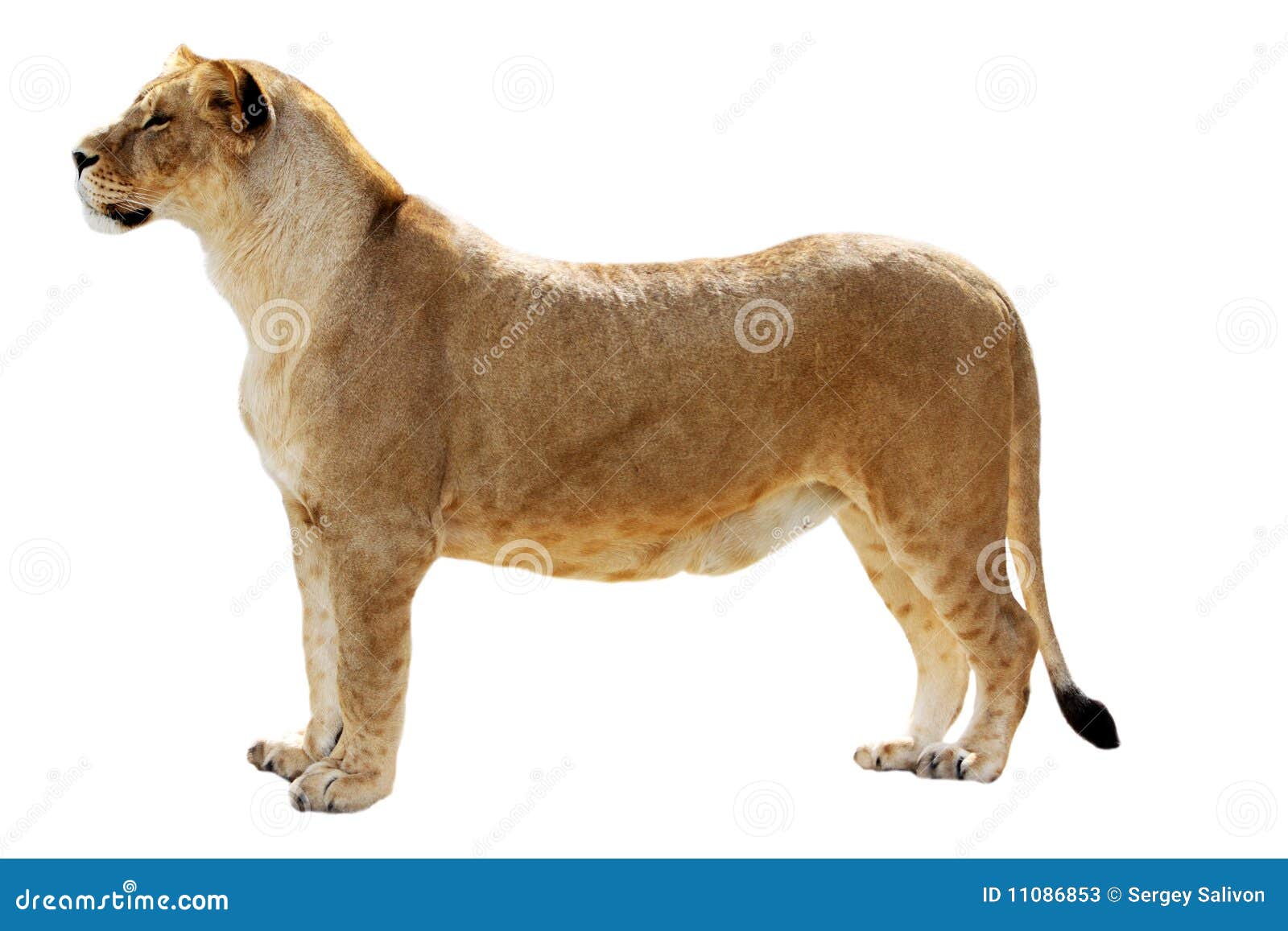 Female Lion Wearing Tracking Radio Collar In Serengeti National Park ...