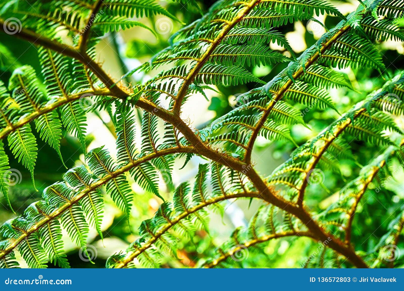 Big fern leaves texture stock image. Image of abstract - 136572803