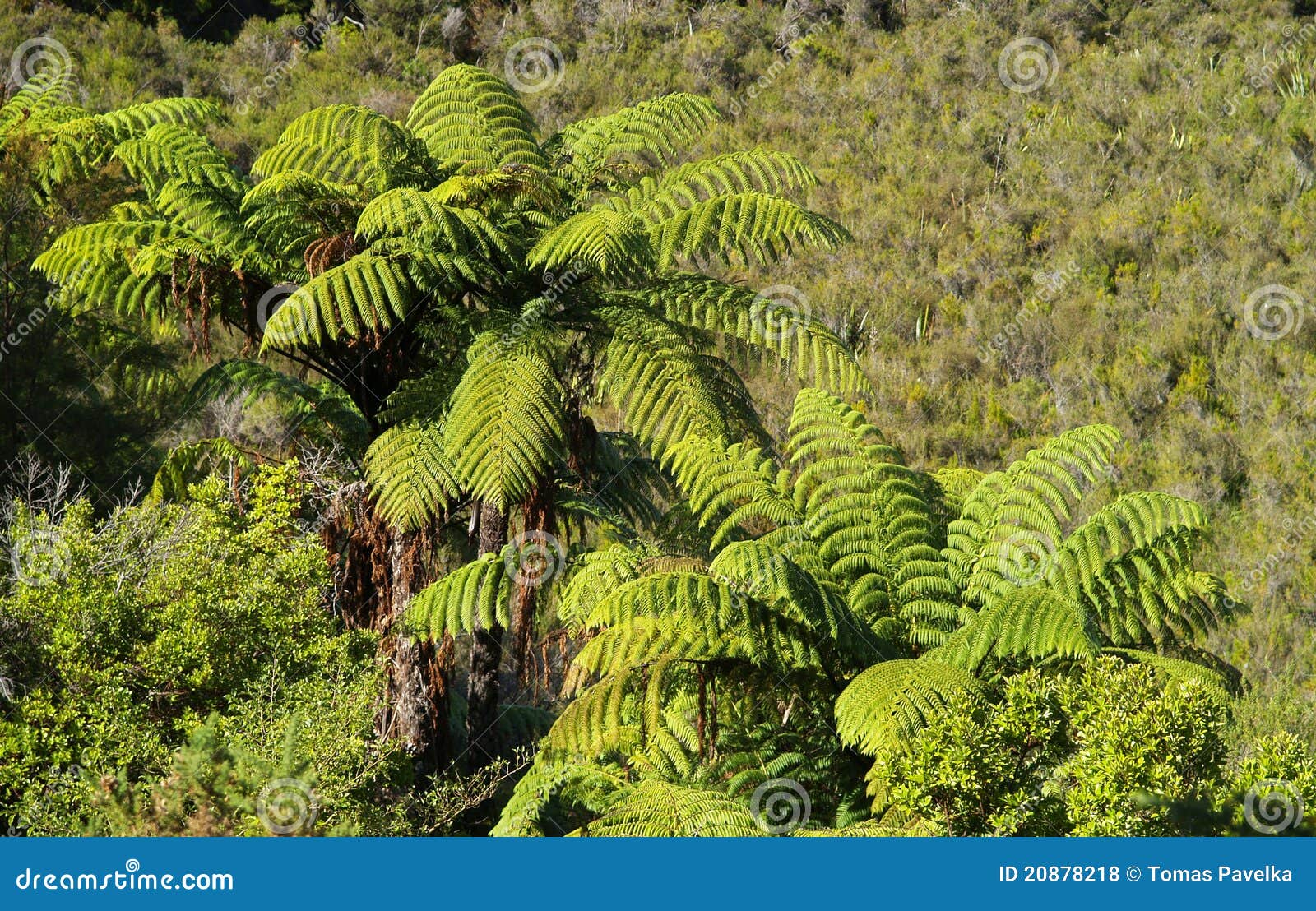 Big fern tree stock photo. Image of bush, abel, cabbage - 20878218