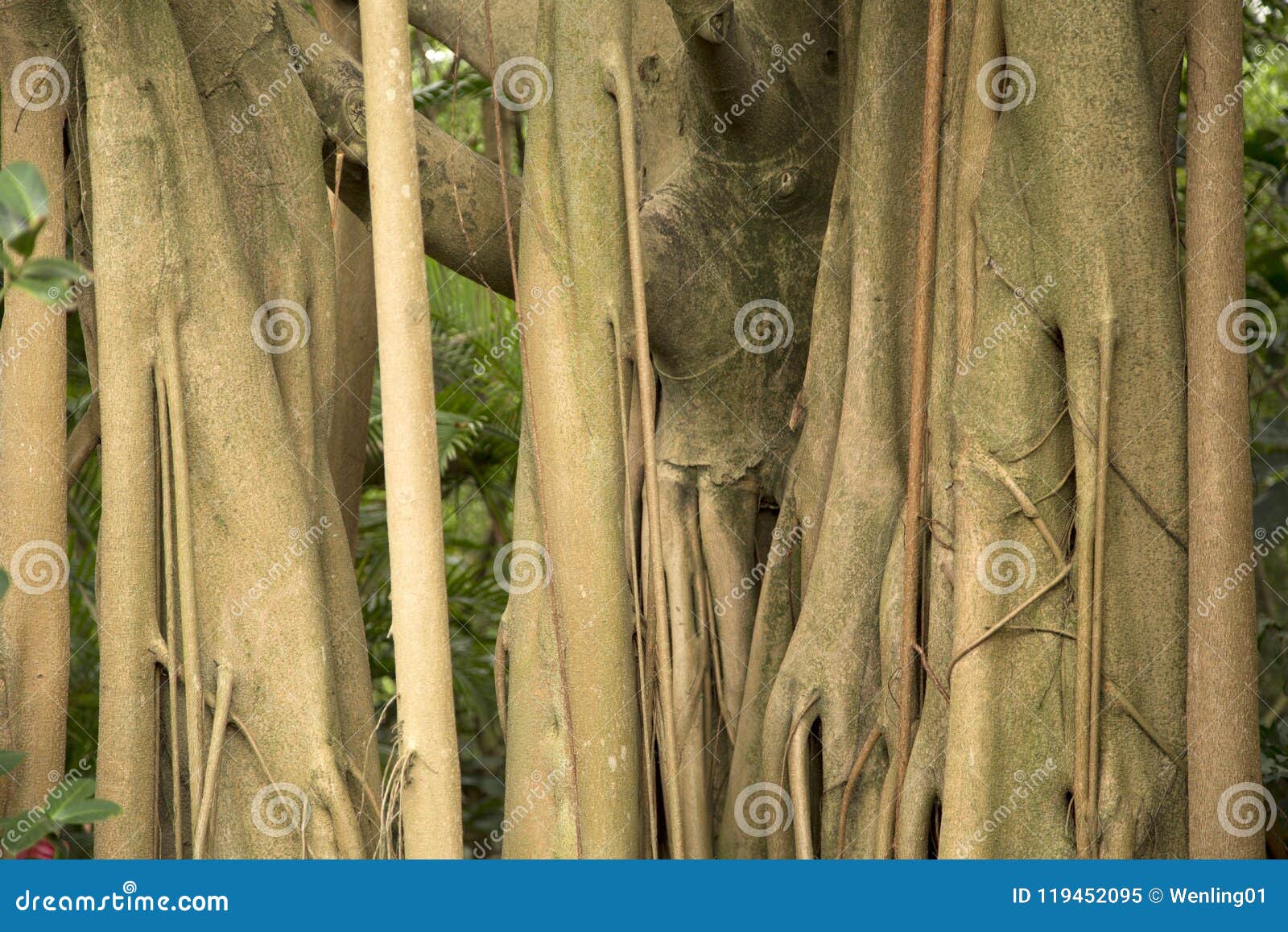 Tree Truck Ficus Altissima Textures and Background Stock Image - Image ...