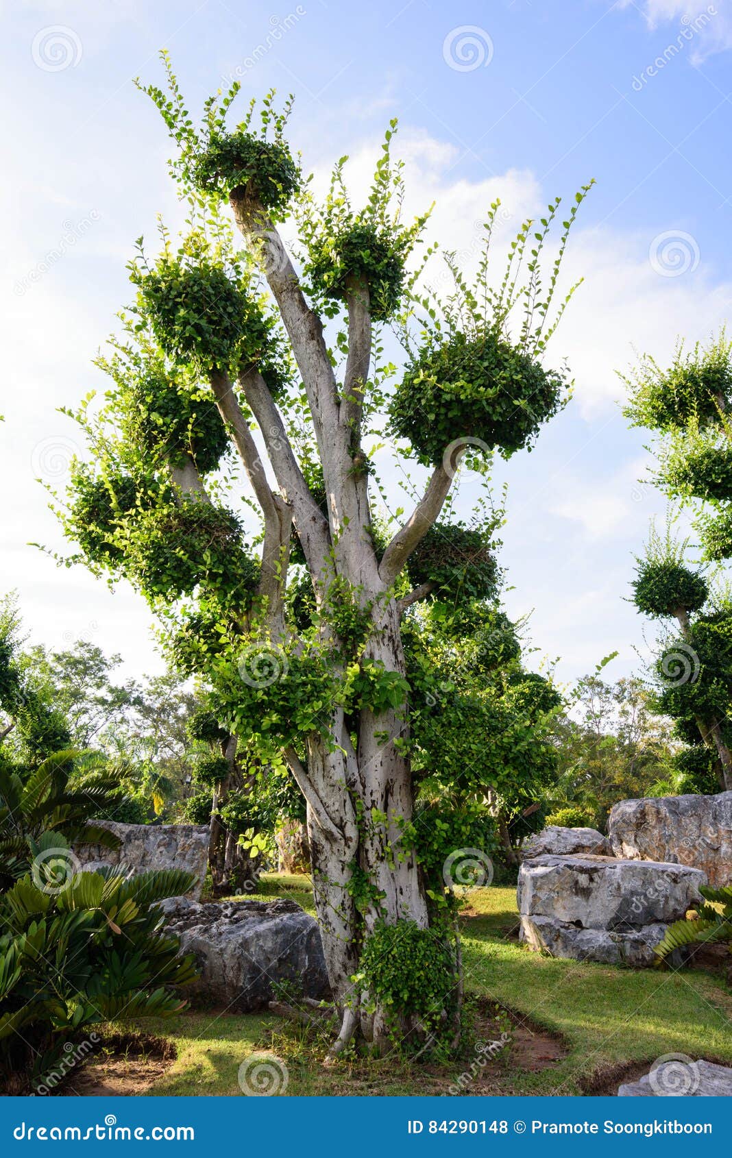 The Big Ficus Benjamina Tree Stock Photo - Image of ficus, beautiful ...
