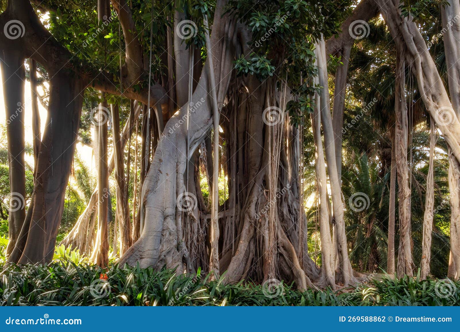 Big Ficus Macrophylla Tree In Tropical Forest Stock Image ...