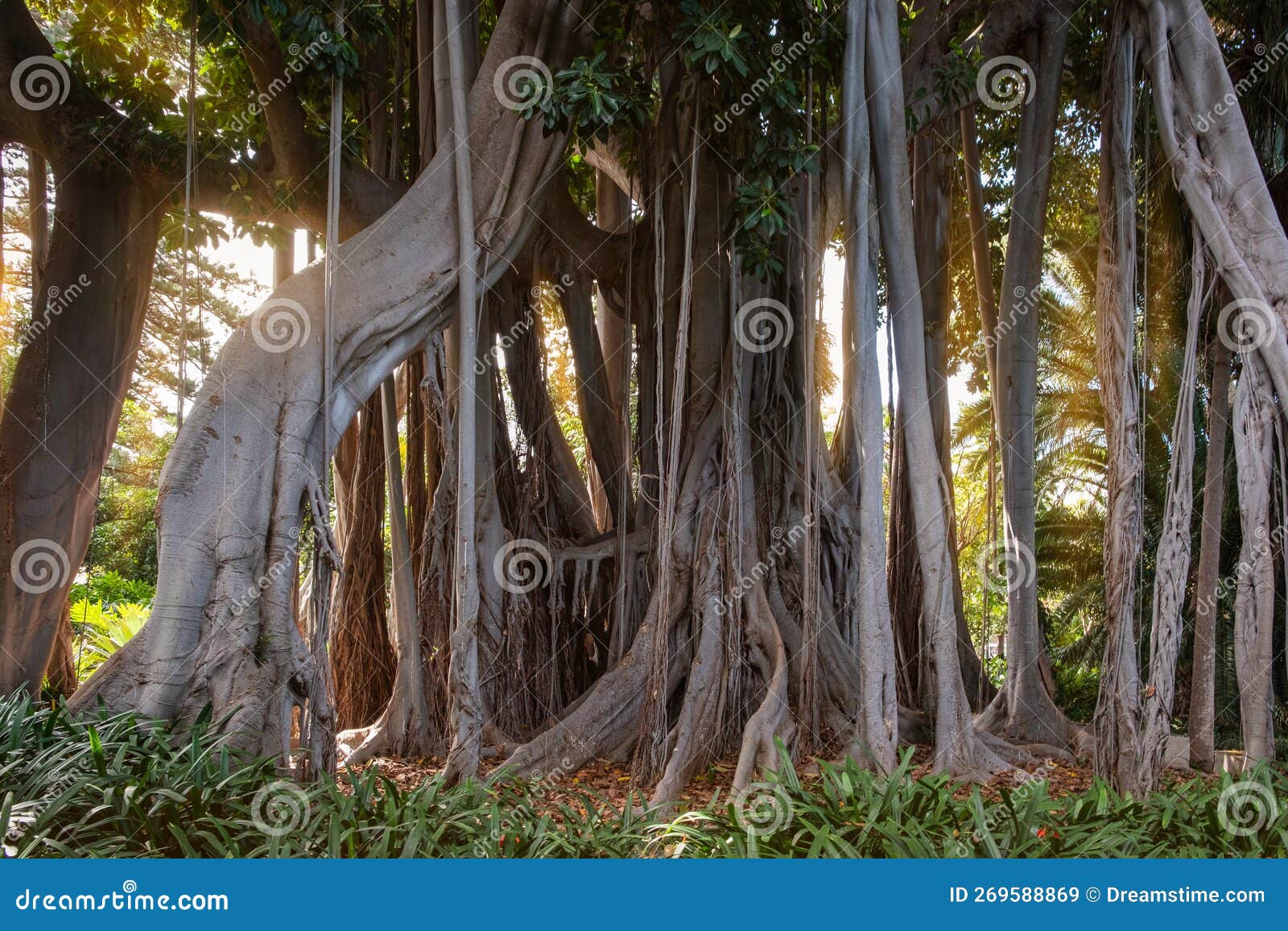 Big Ficus Macrophylla Tree in Tropical Forest Stock Image - Image of ...