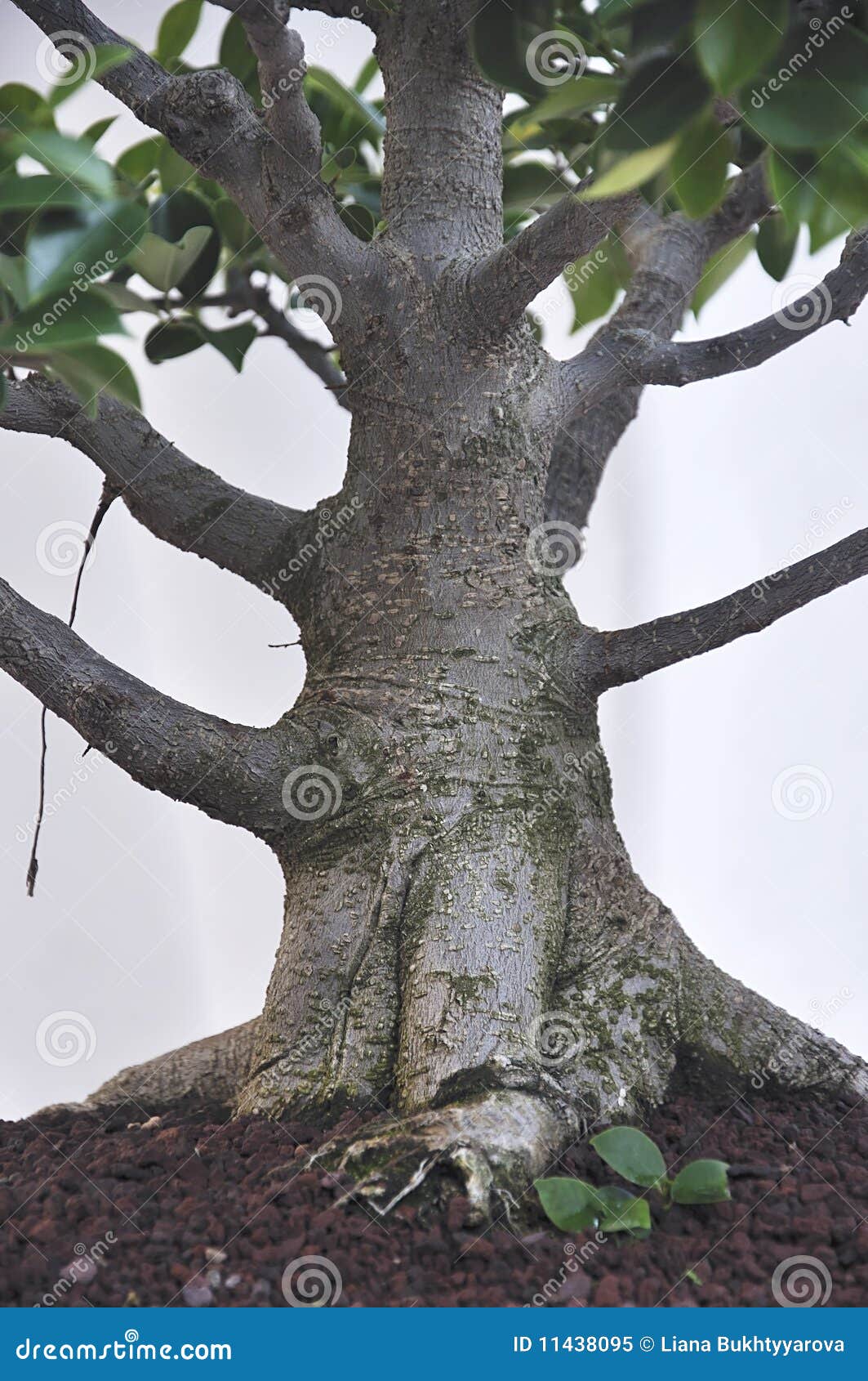 Big ficus tree. stock image. Image of trunk, scenics - 11438095