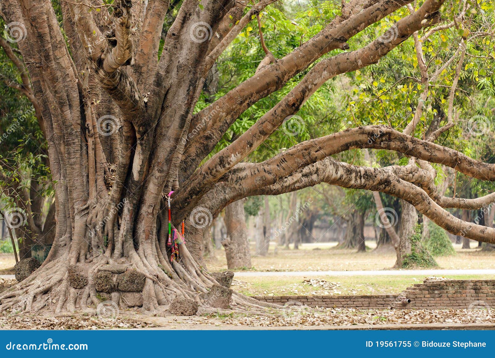 Big ficus tree stock image. Image of park, beautiful - 19561755