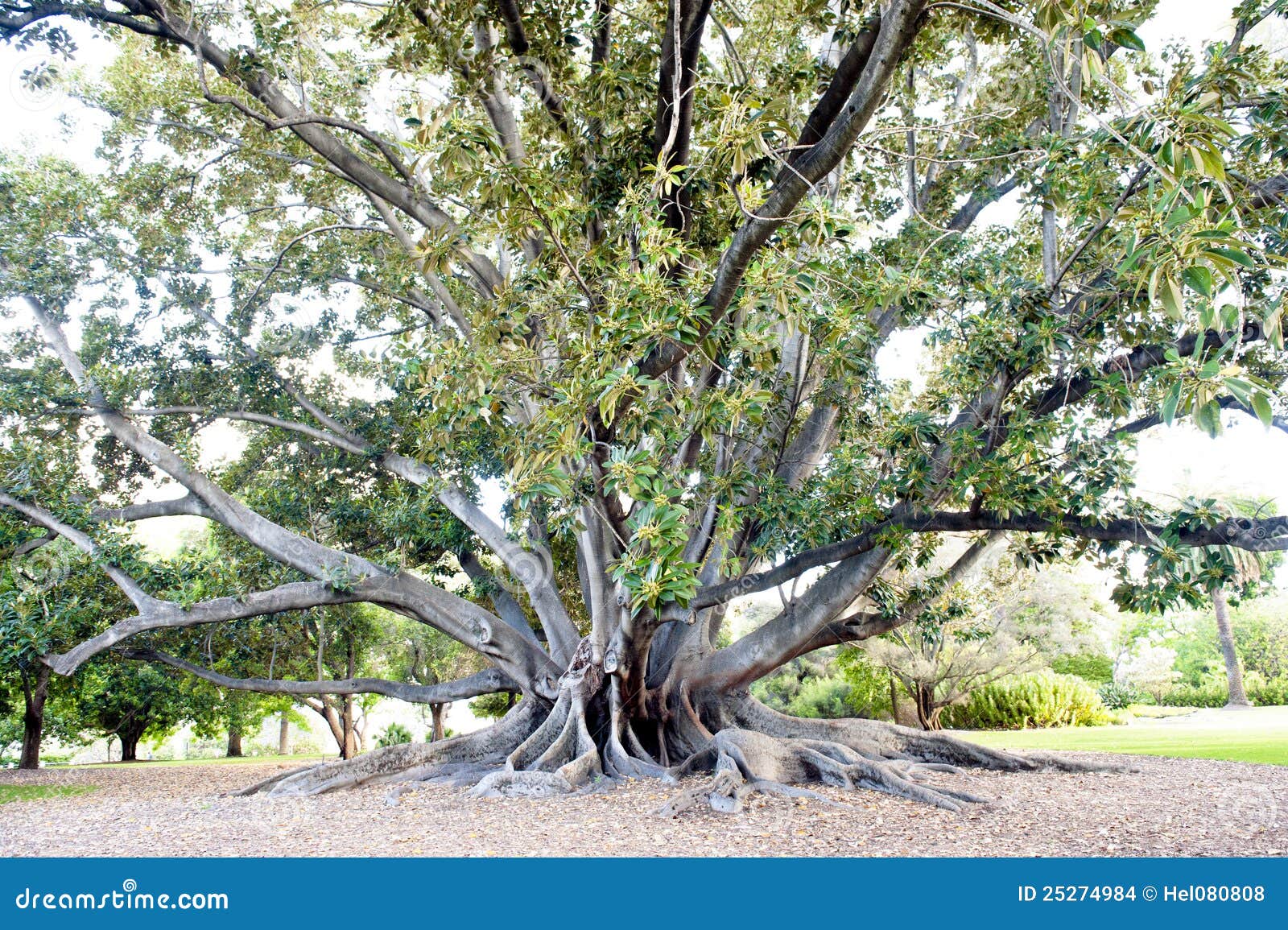 Big Ficus Tree, Huge Tree with Many Roots on Ground, Perth, Austalia ...
