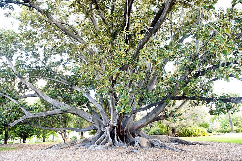 Big Ficus Tree, Huge Tree with Many Roots on Ground, Perth, Austalia ...