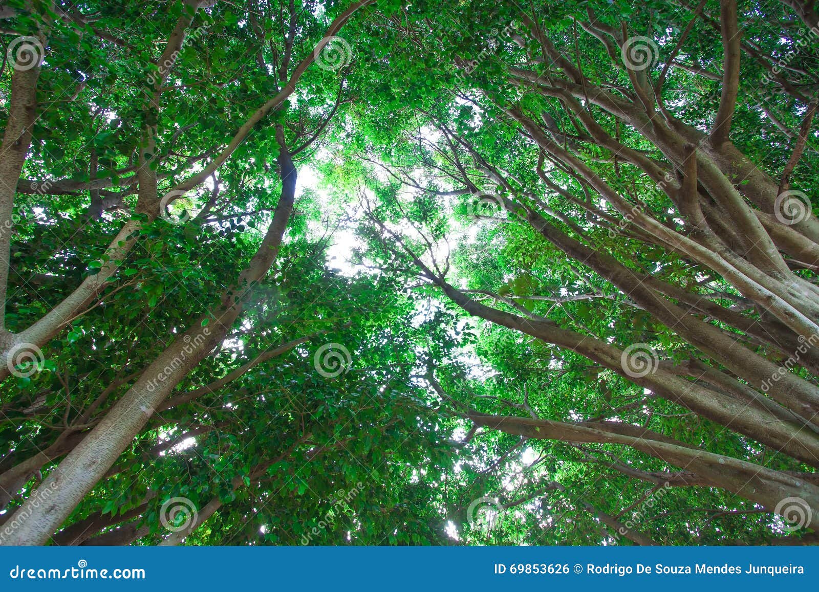 Big Ficus Tree stock photo. Image of plant, garden, intertwined - 69853626