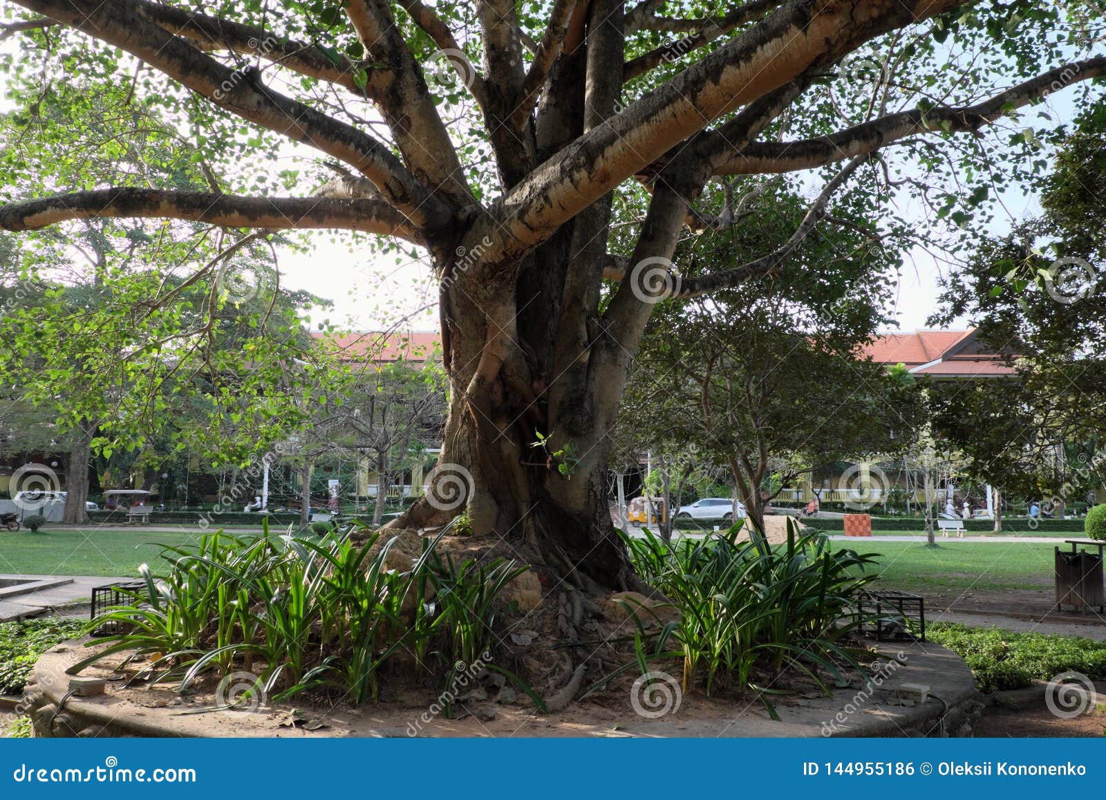 Big Ficus Tree in a City Park. Thick Tree Branches Stock Photo - Image ...