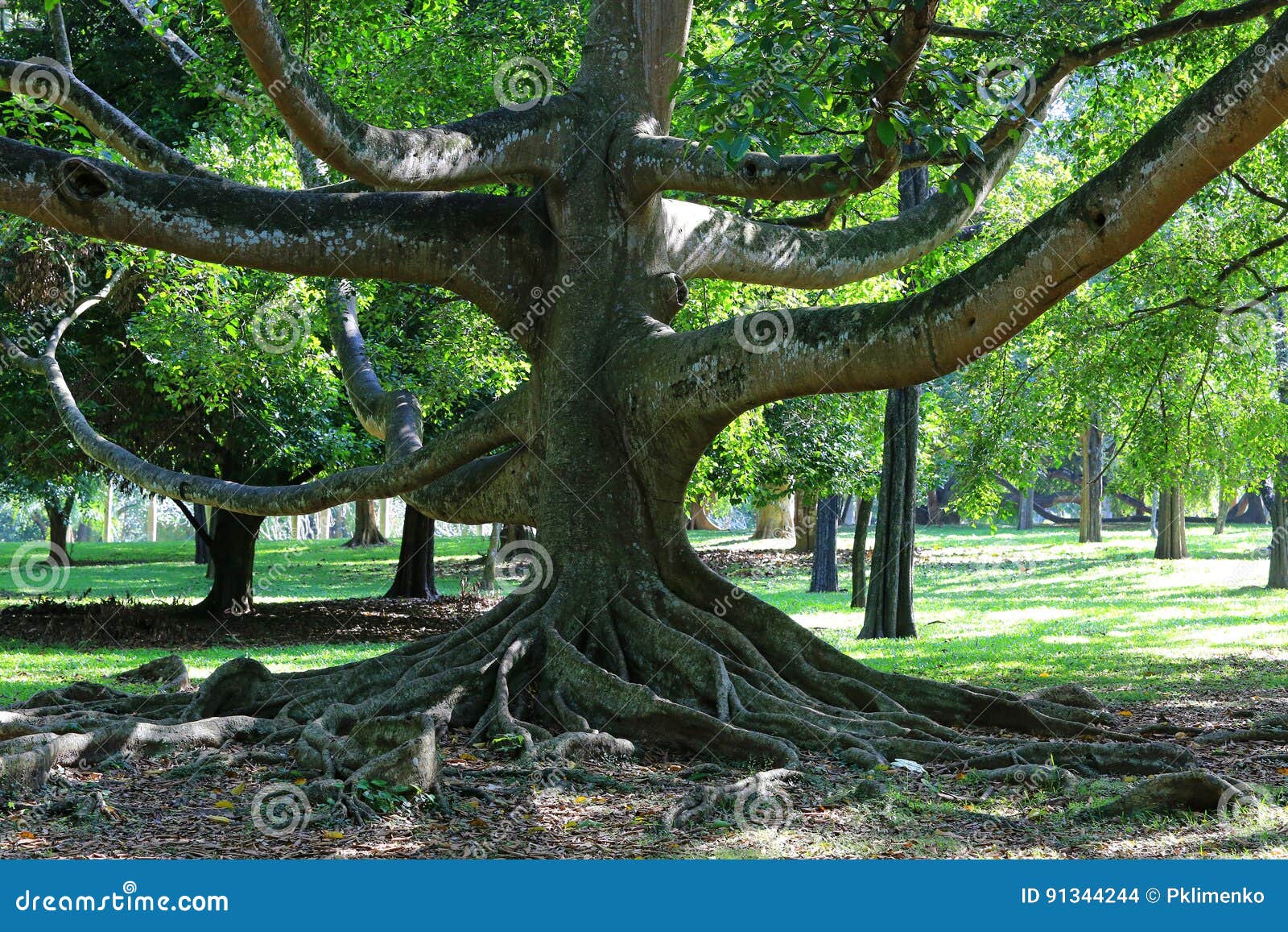 Big ficus tree stock photo. Image of root, outdoor, ficus - 91344244