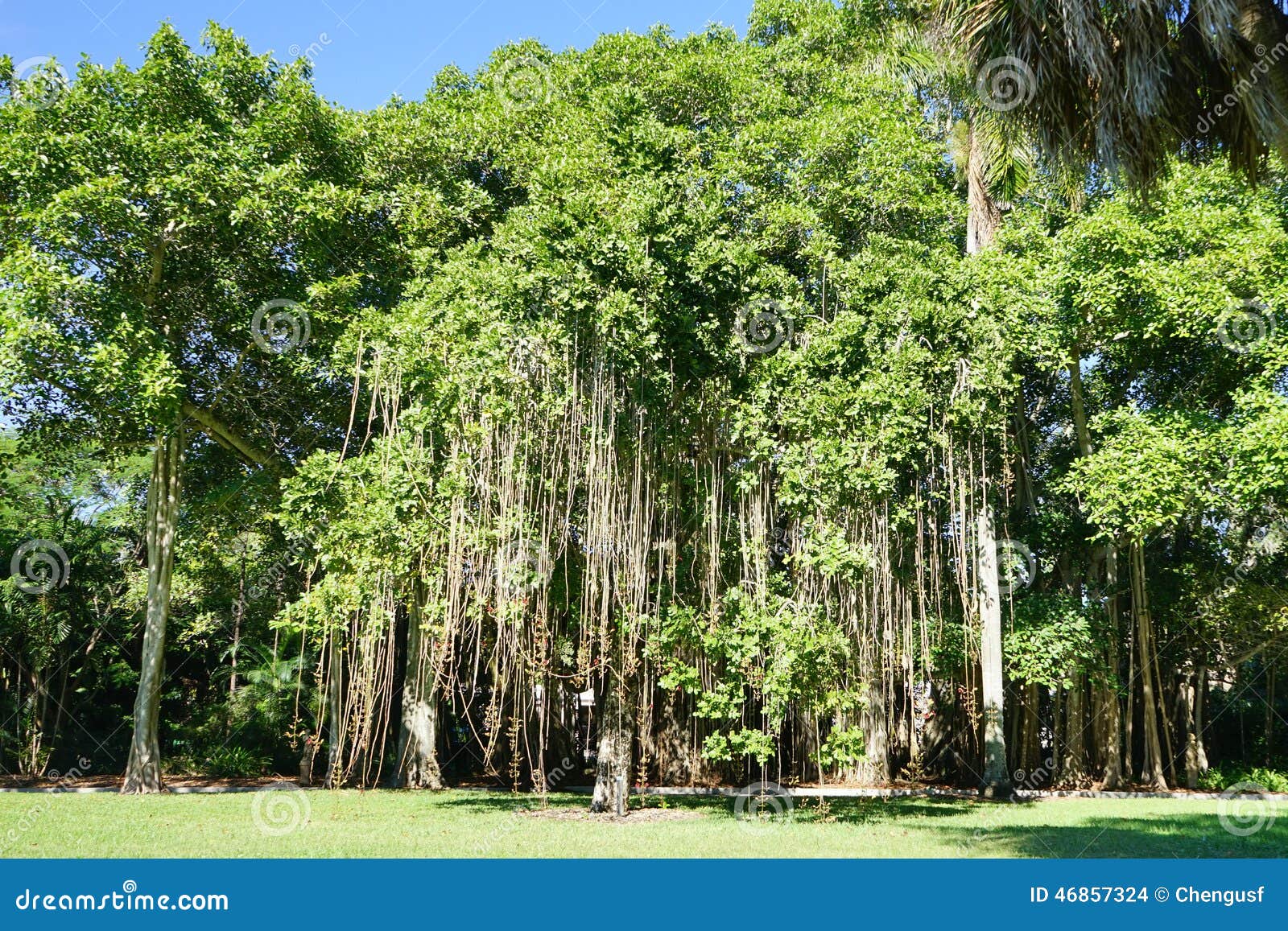 A Big Ficus Tree in the John Ringling Museum, Sarasota, FL Stock Photo ...