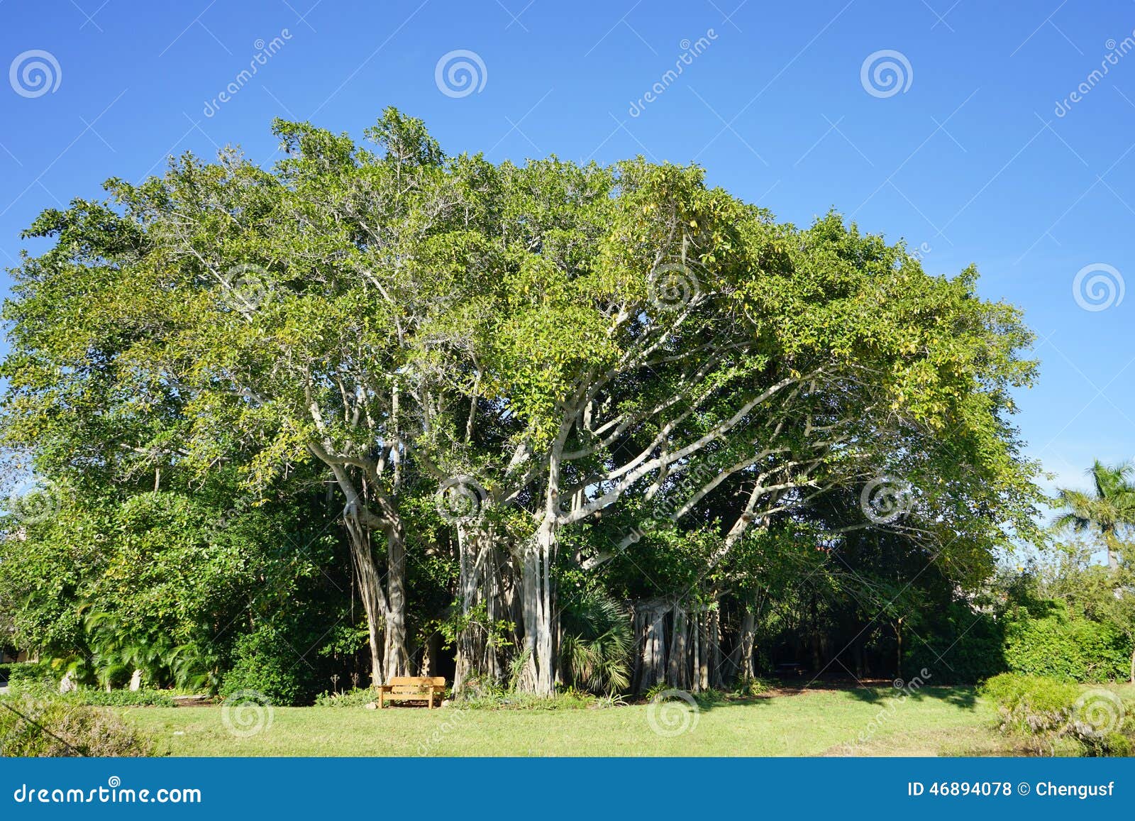A Big Ficus Tree in the John Ringling Museum, Sarasota, FL Stock Photo ...