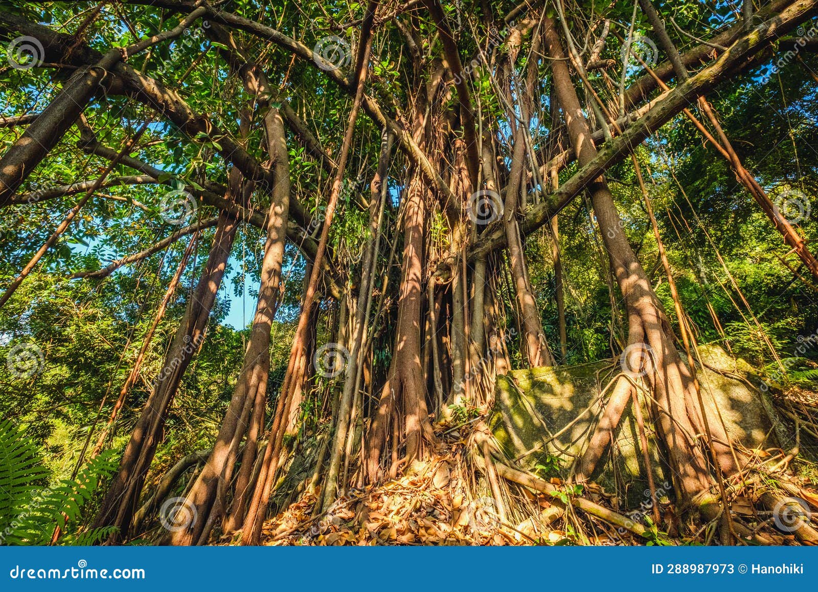 Big Ficus Tree in Jungle Forest with Air Roots Stock Image - Image of ...