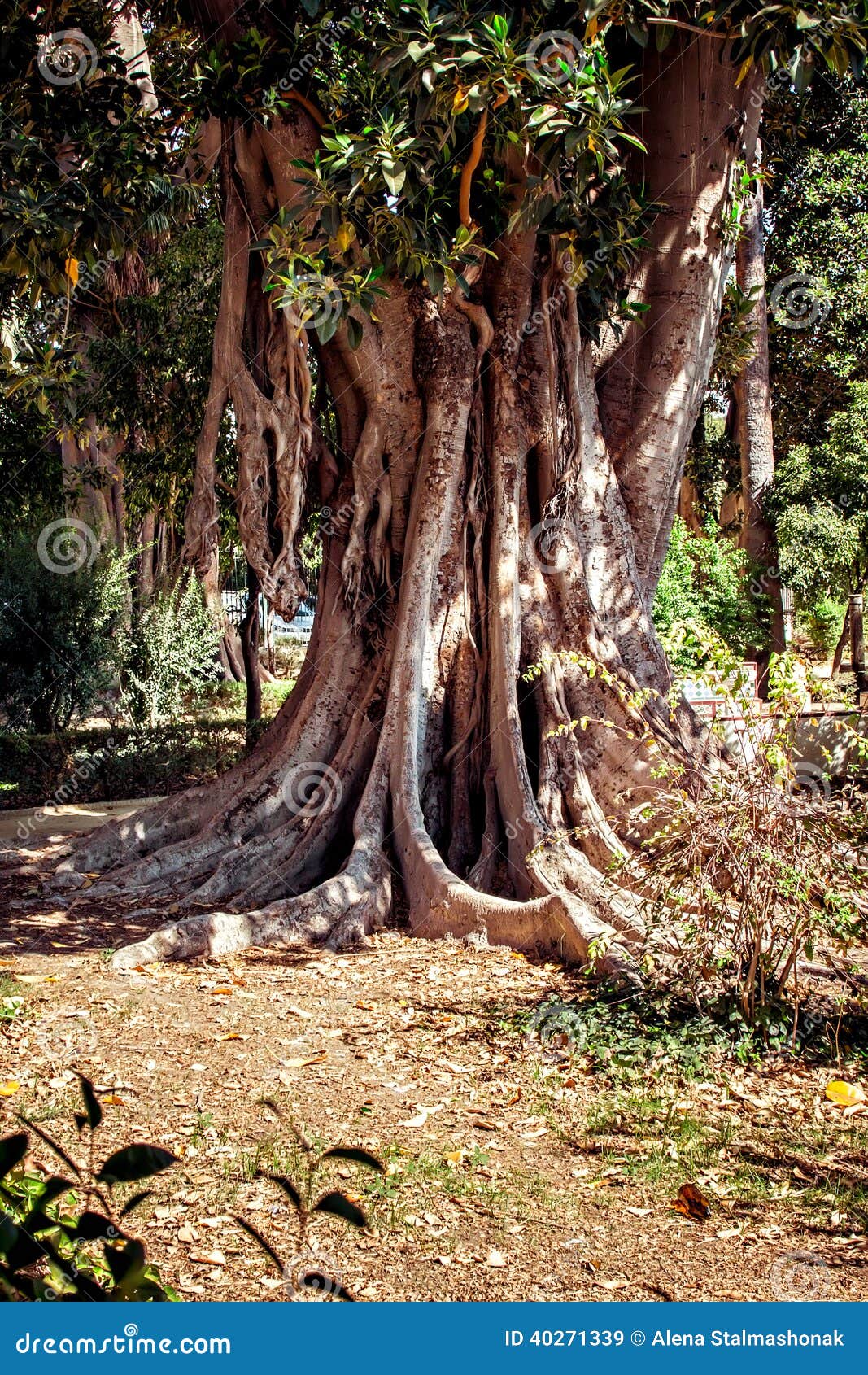 Big Ficus tree stock image. Image of giant, outdoors - 40271339