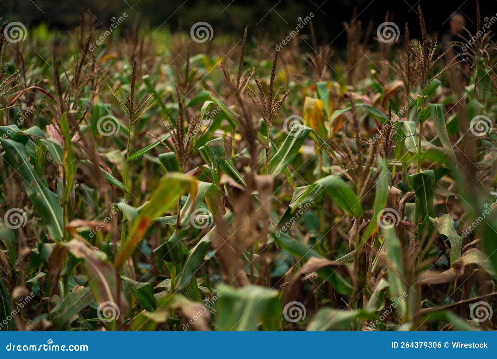 Big Field of Corn Plants on the Blurred Background during the Daytime ...
