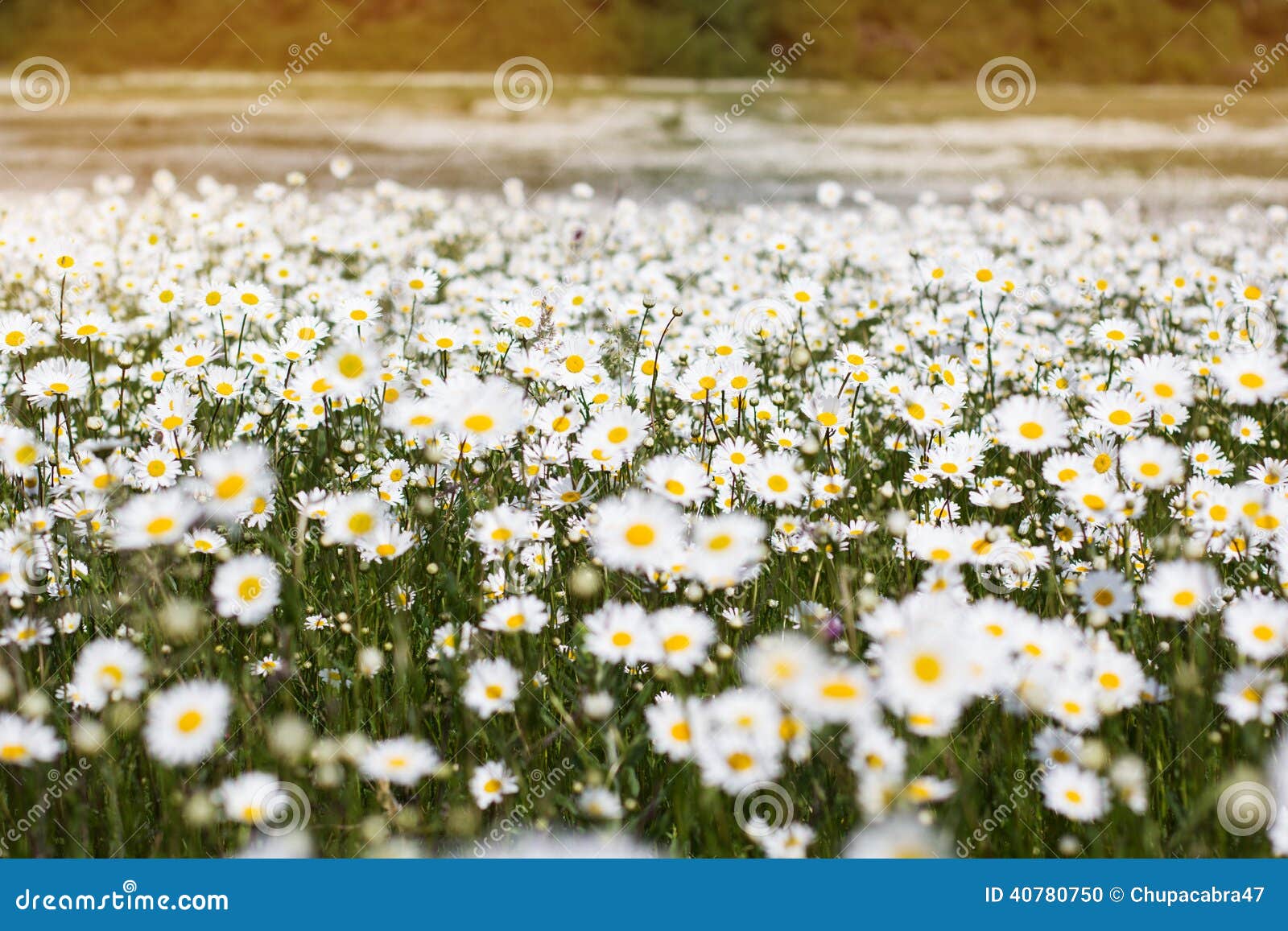 Big field of daisy flowers stock photo. Image of herb - 40780750
