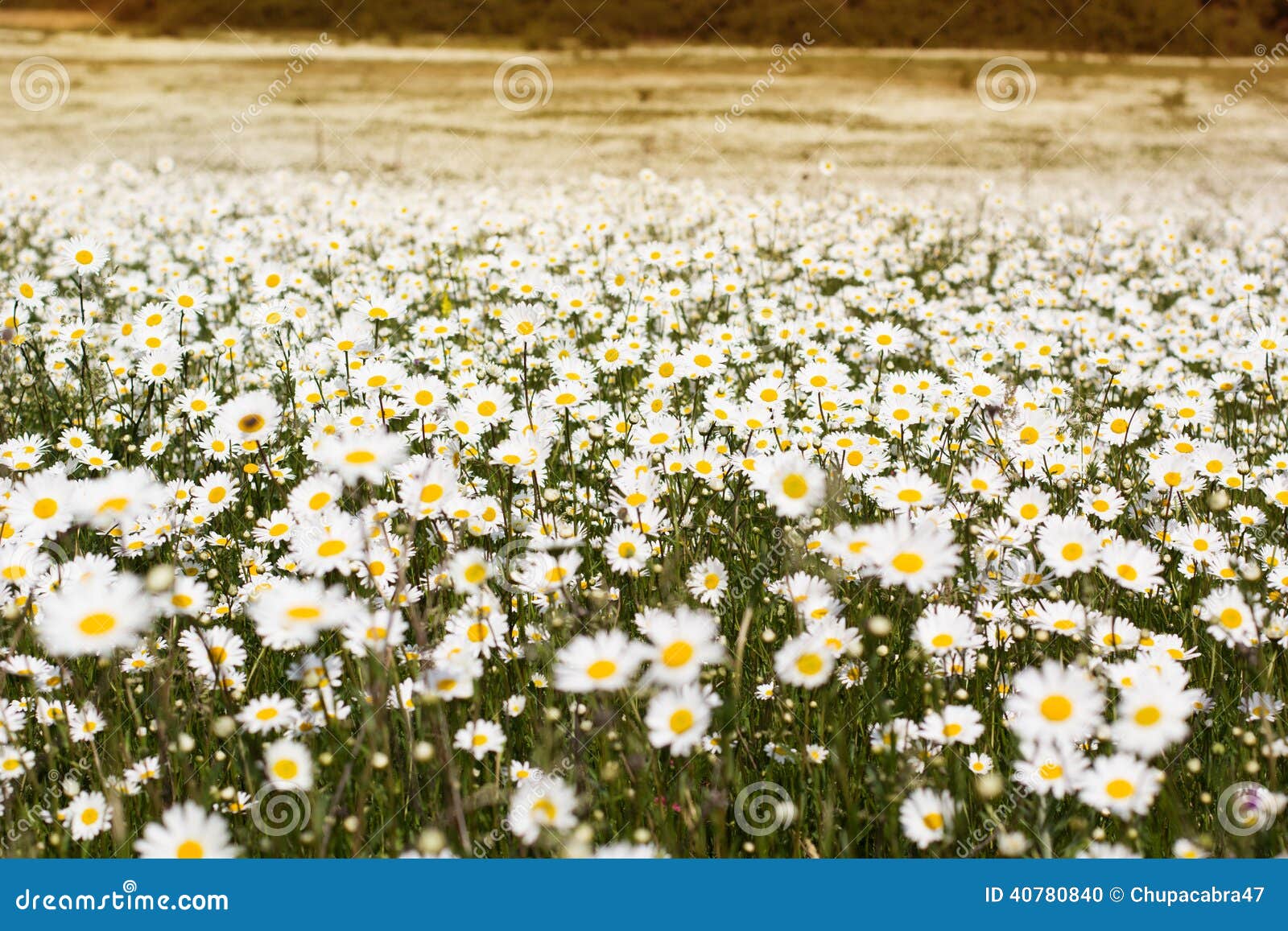 Big field of daisy flowers stock photo. Image of landscape - 40780840