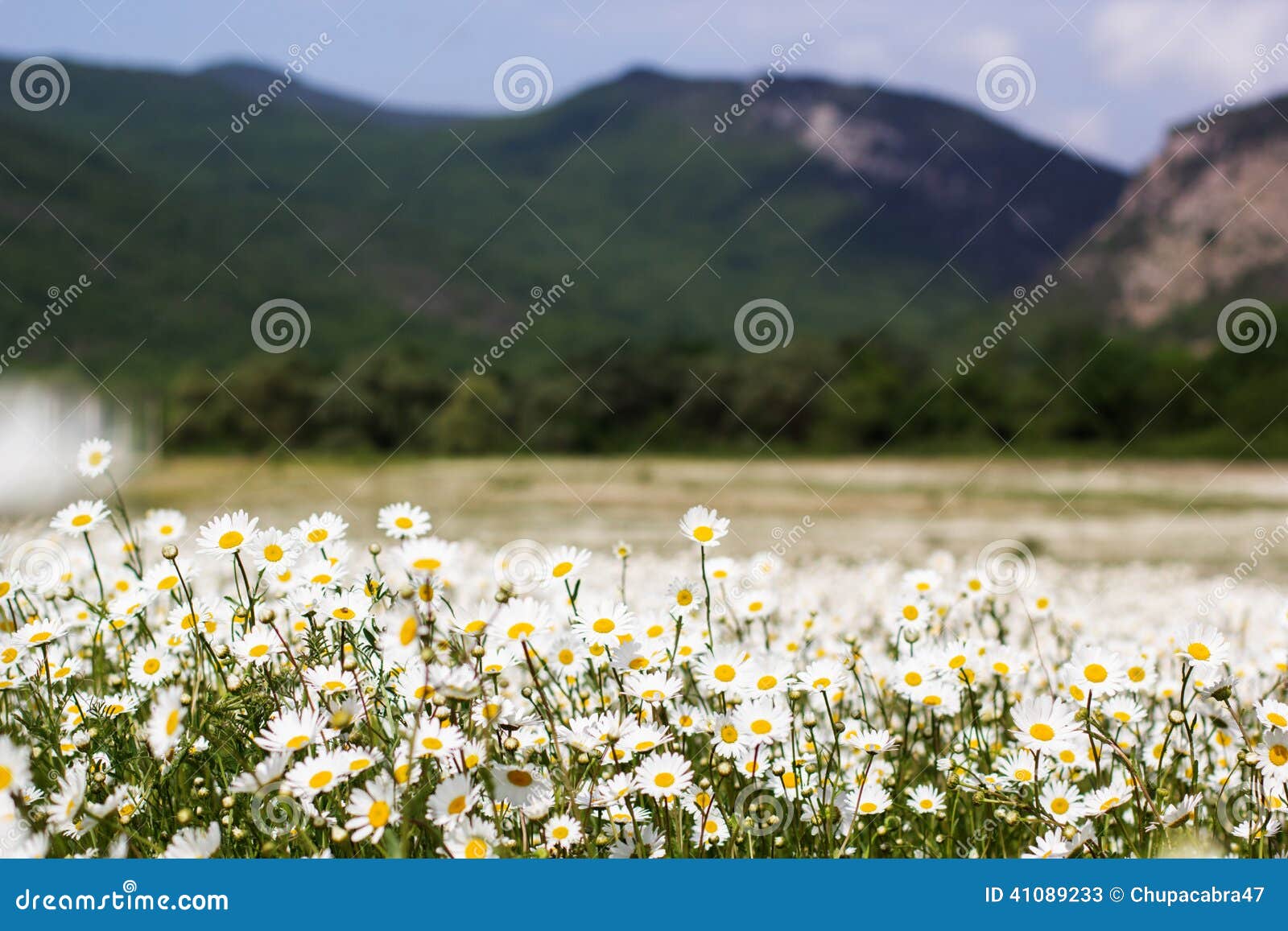 Big field of daisy flowers stock image. Image of grass - 41089233