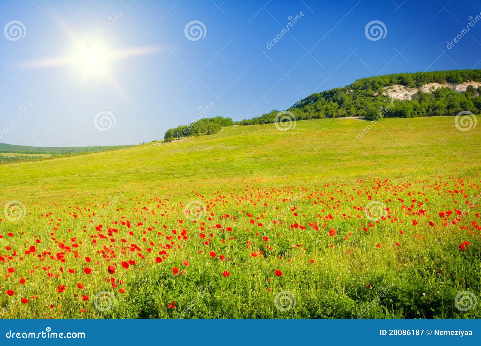 Big Field of Flowers on Sunrise. Stock Image - Image of nature, petal ...