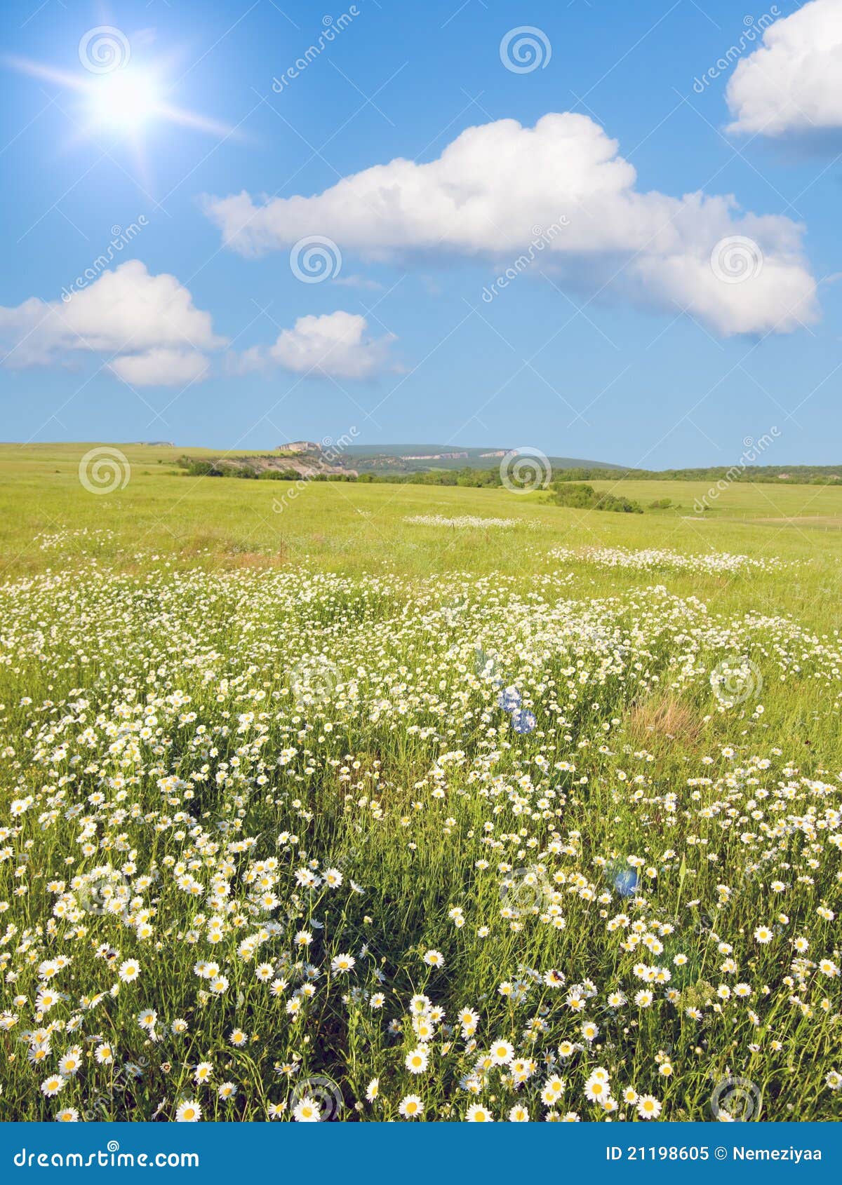 Big Field of Flowers on Sunrise. Stock Image - Image of land ...