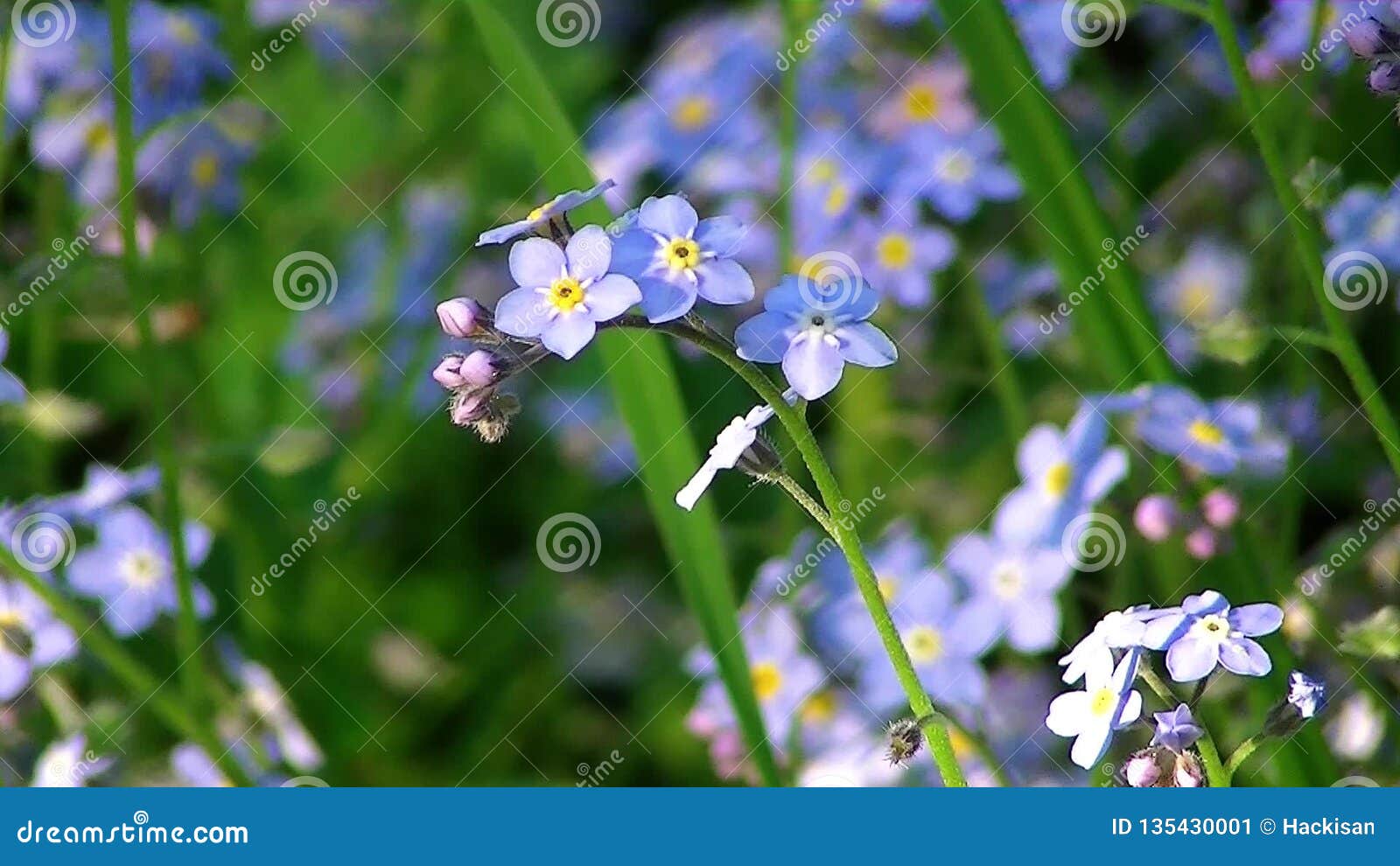 Big Field of Shining Blue Flowers and Green Grass Stock Video - Video ...