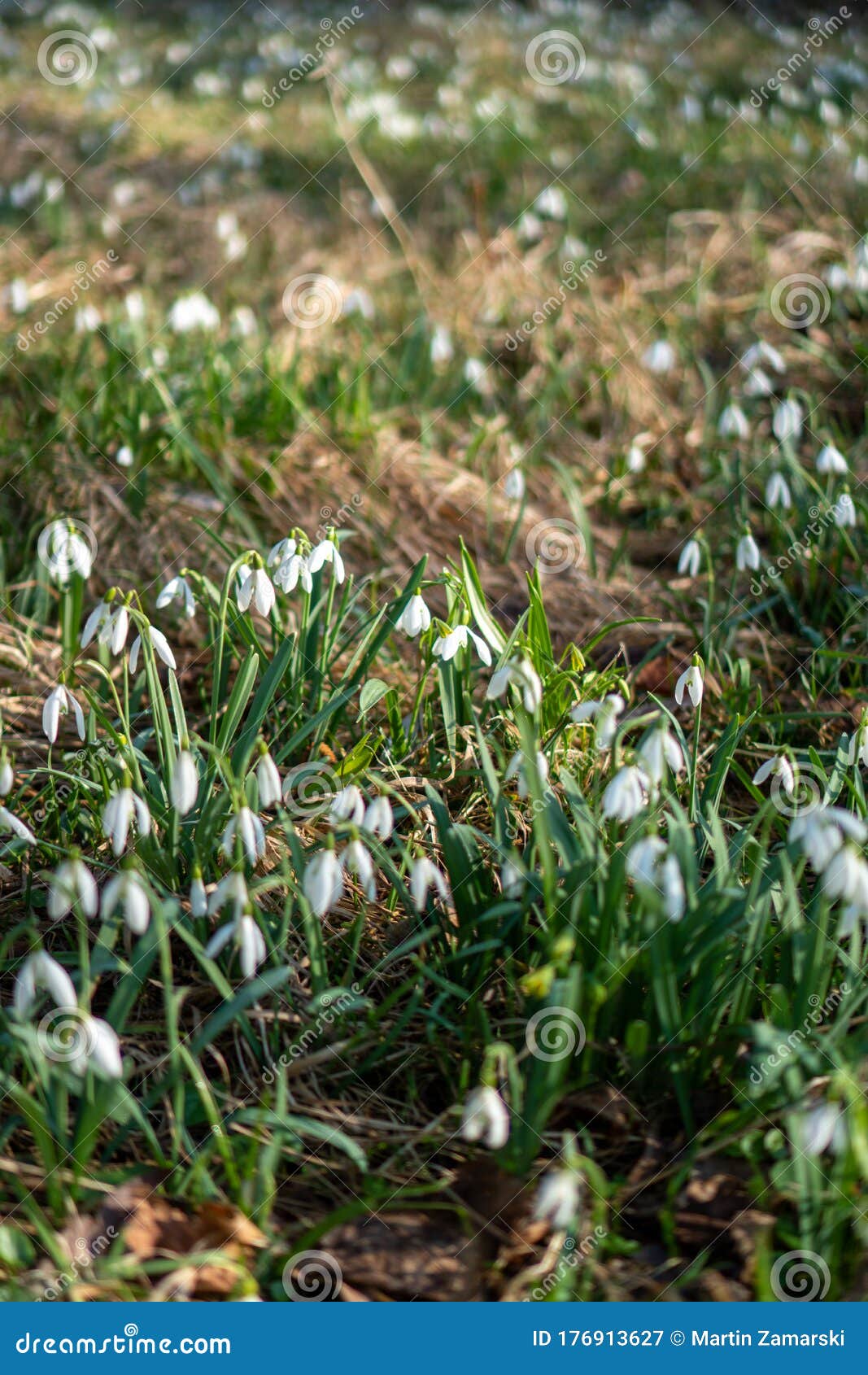 Big Field of Snowdrops in Park I Sunny Day in Spring Stock Image ...