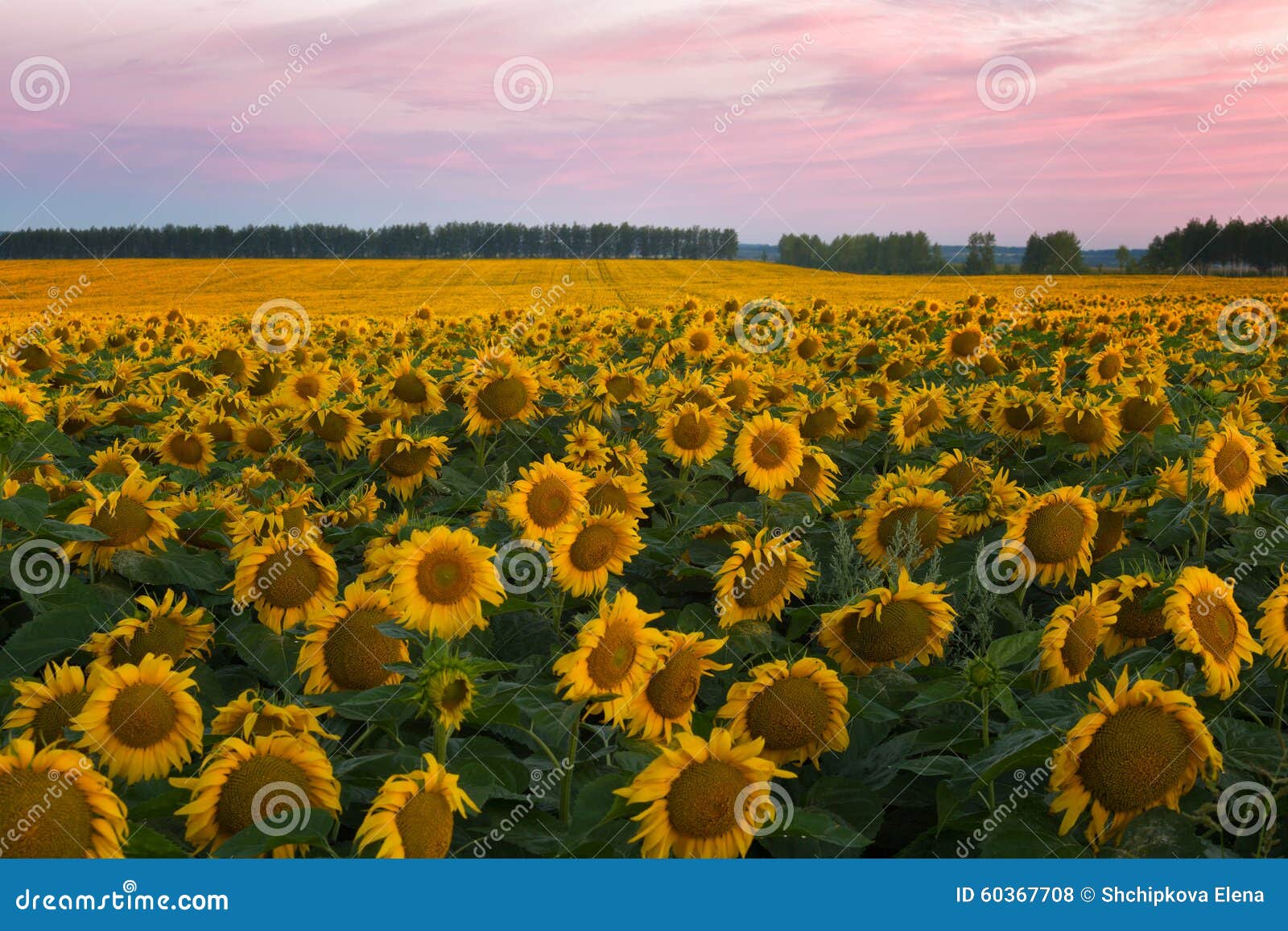 Big field with sunflowers stock photo. Image of summer - 60367708