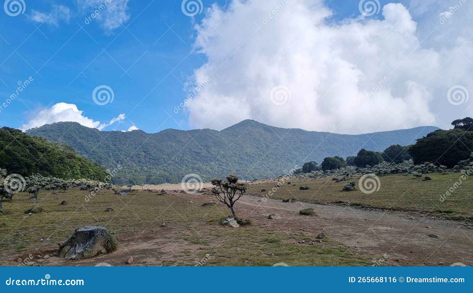 Big Fields on the Mountain of Gede Stock Photo - Image of indonesia ...