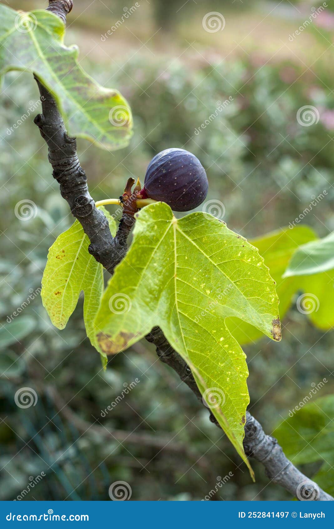 Big Fig Fruit Growing on a Fig Tree Stock Image - Image of france, kind ...