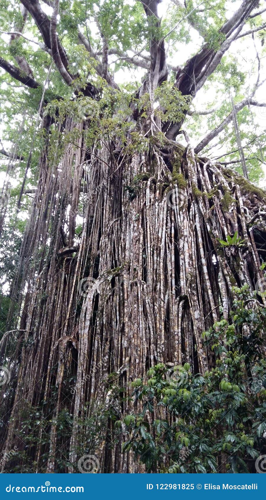 Big Fig Tree stock image. Image of australia, forest - 122981825