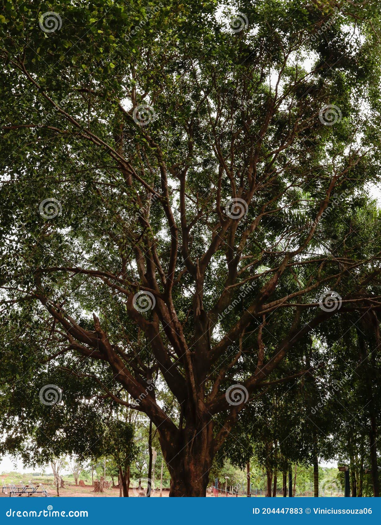Big fig tree stock image. Image of nature, large, forest - 204447883
