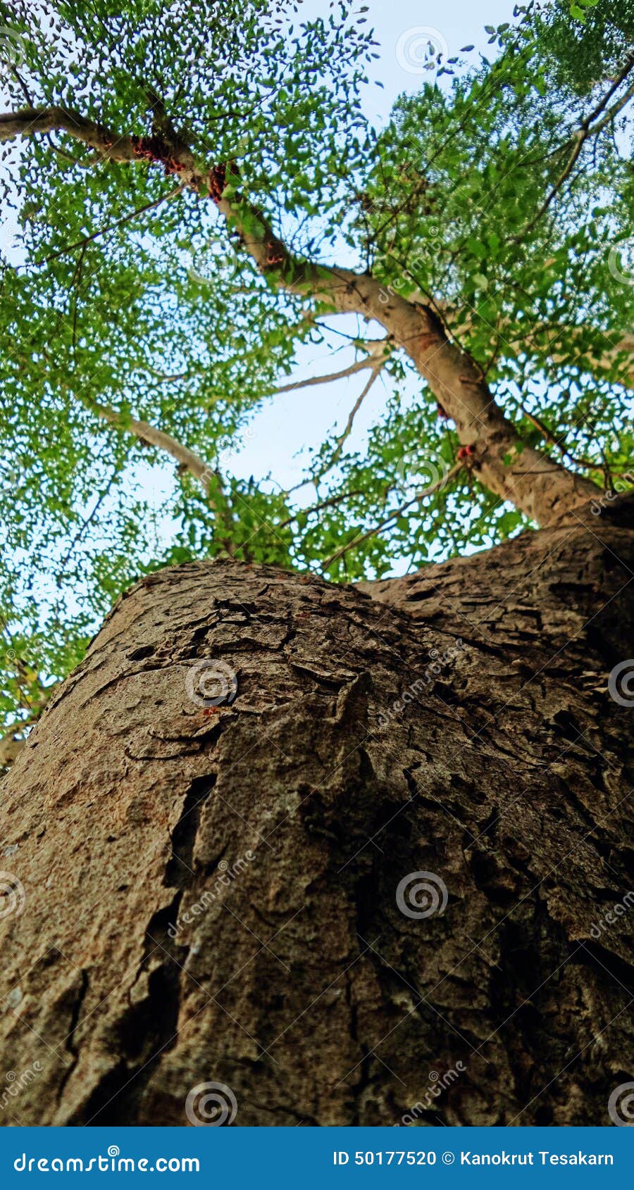 Big fig tree stock photo. Image of river, thailand, bank - 50177520