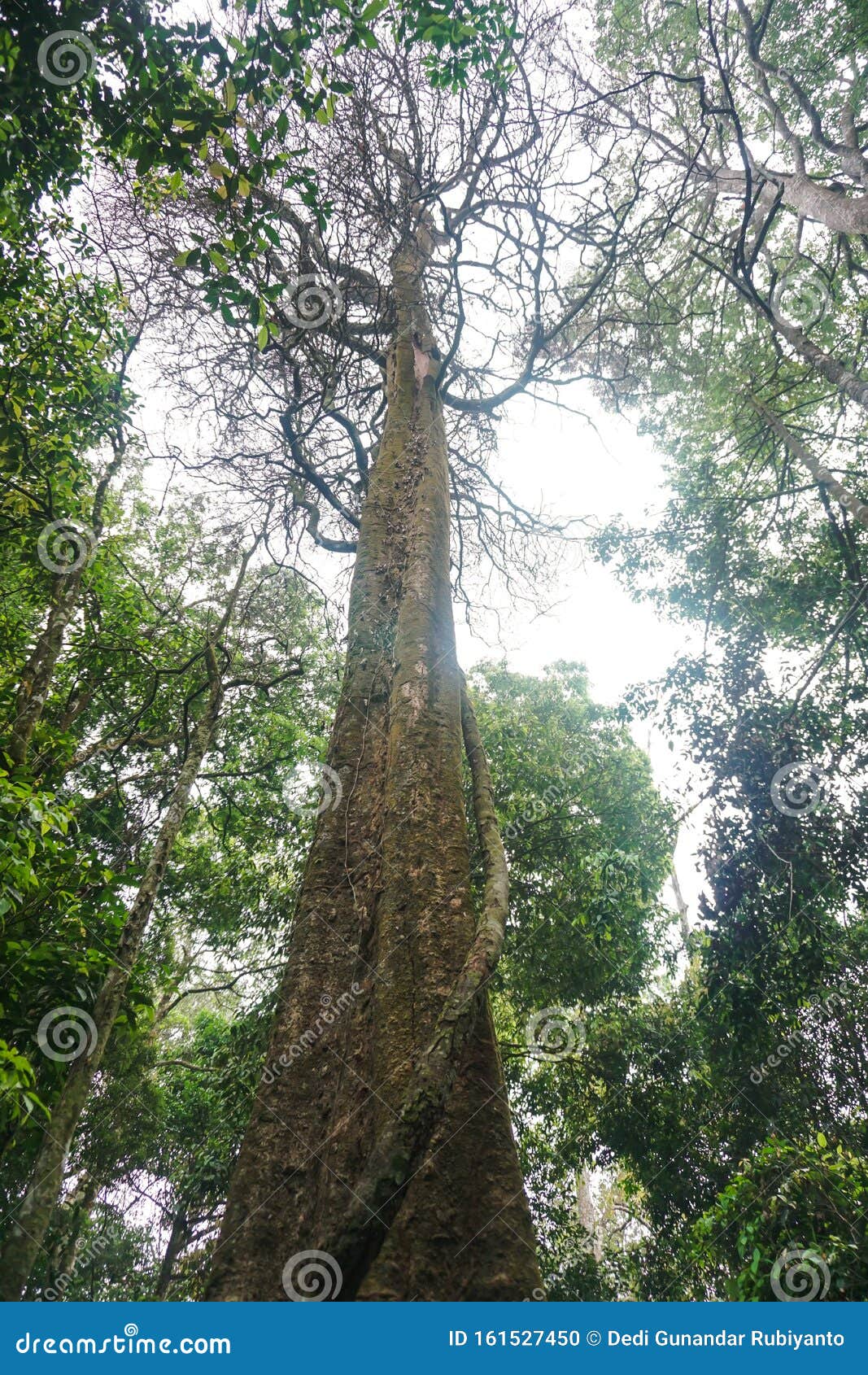 Big Fig Tree in Tropical Forest Stock Photo - Image of tree, branch ...