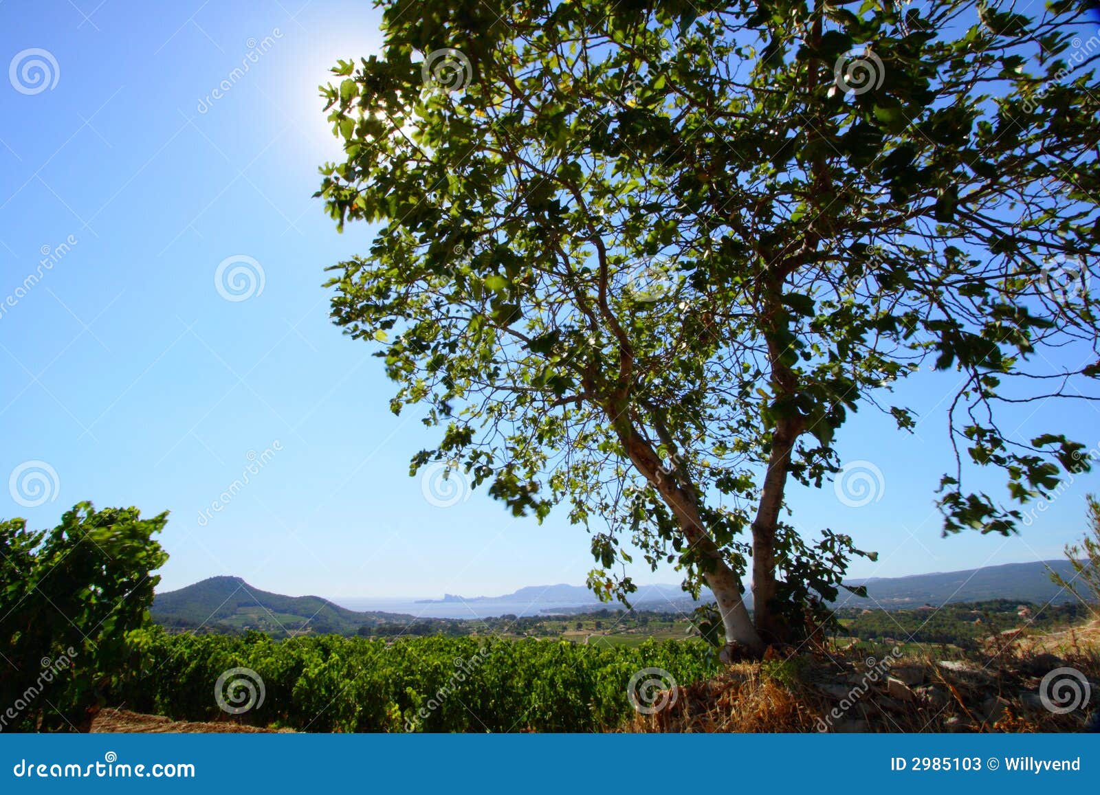 Big fig tree in vineyard stock image. Image of summer - 2985103