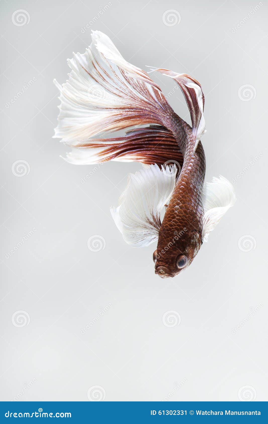 Big Fin Siamese Fighting Fish on Grey Background Stock Image - Image of ...