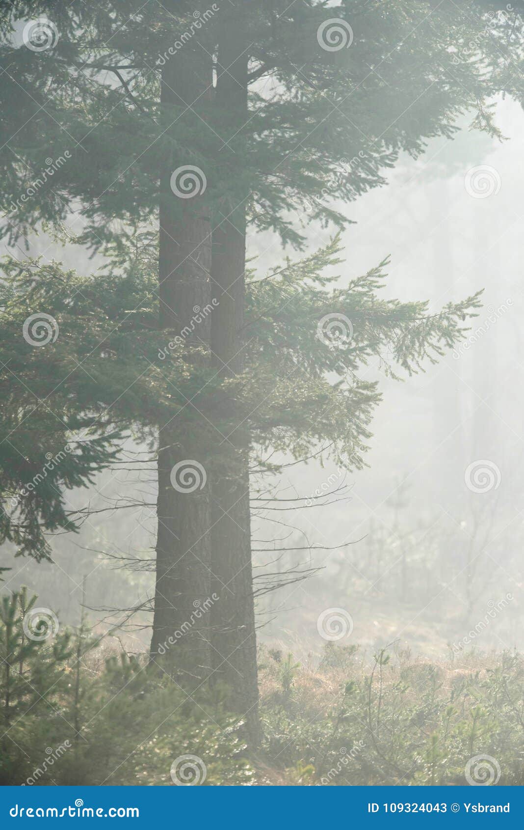 Big Fir Tree in Misty Forest Backlit by Sunlight. Stock Image - Image ...
