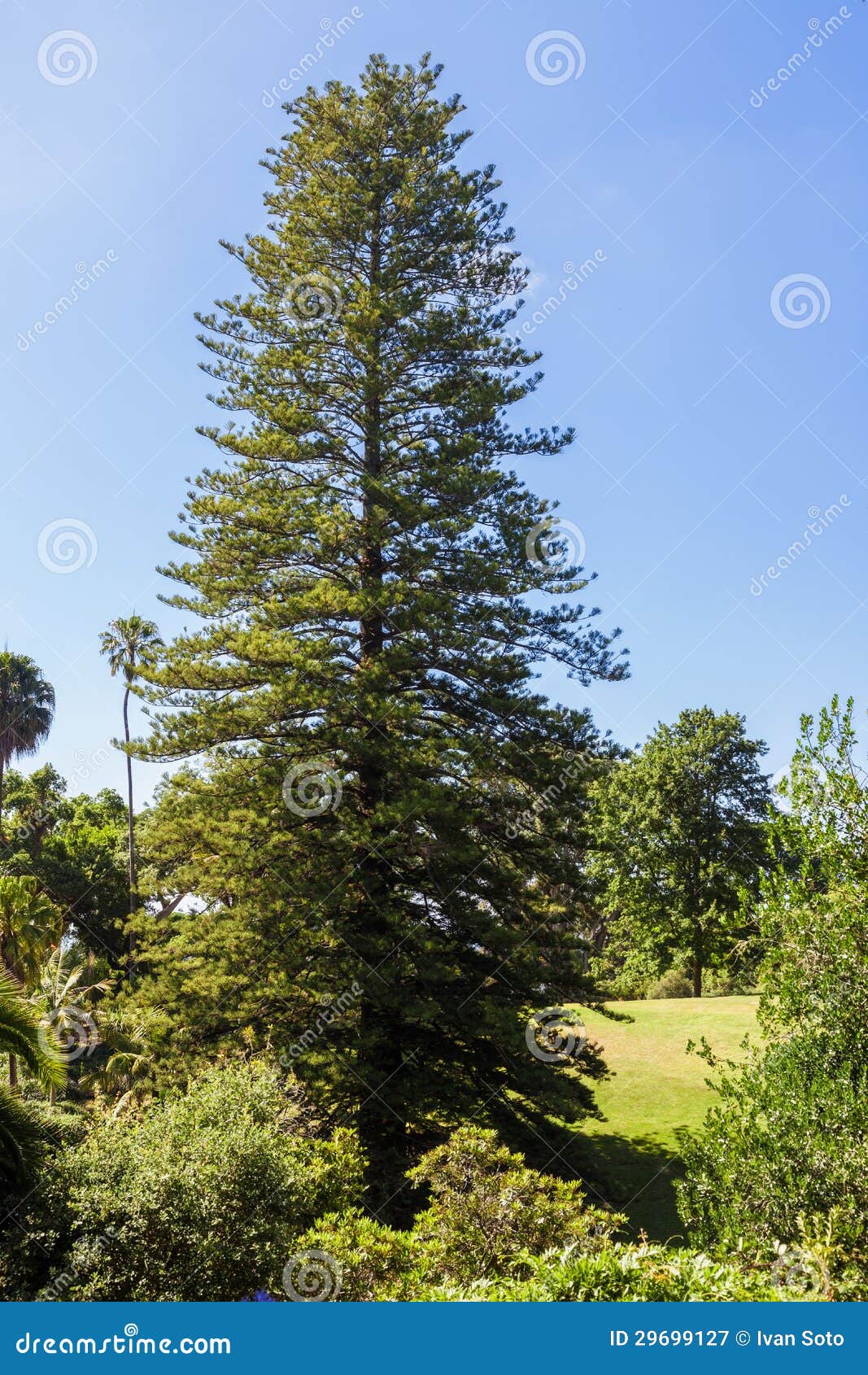 Big fir tree in the park stock image. Image of grass - 29699127
