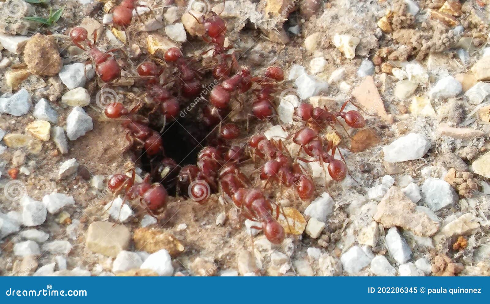 Big fire ants colony stock image. Image of flower, invertebrate - 202206345
