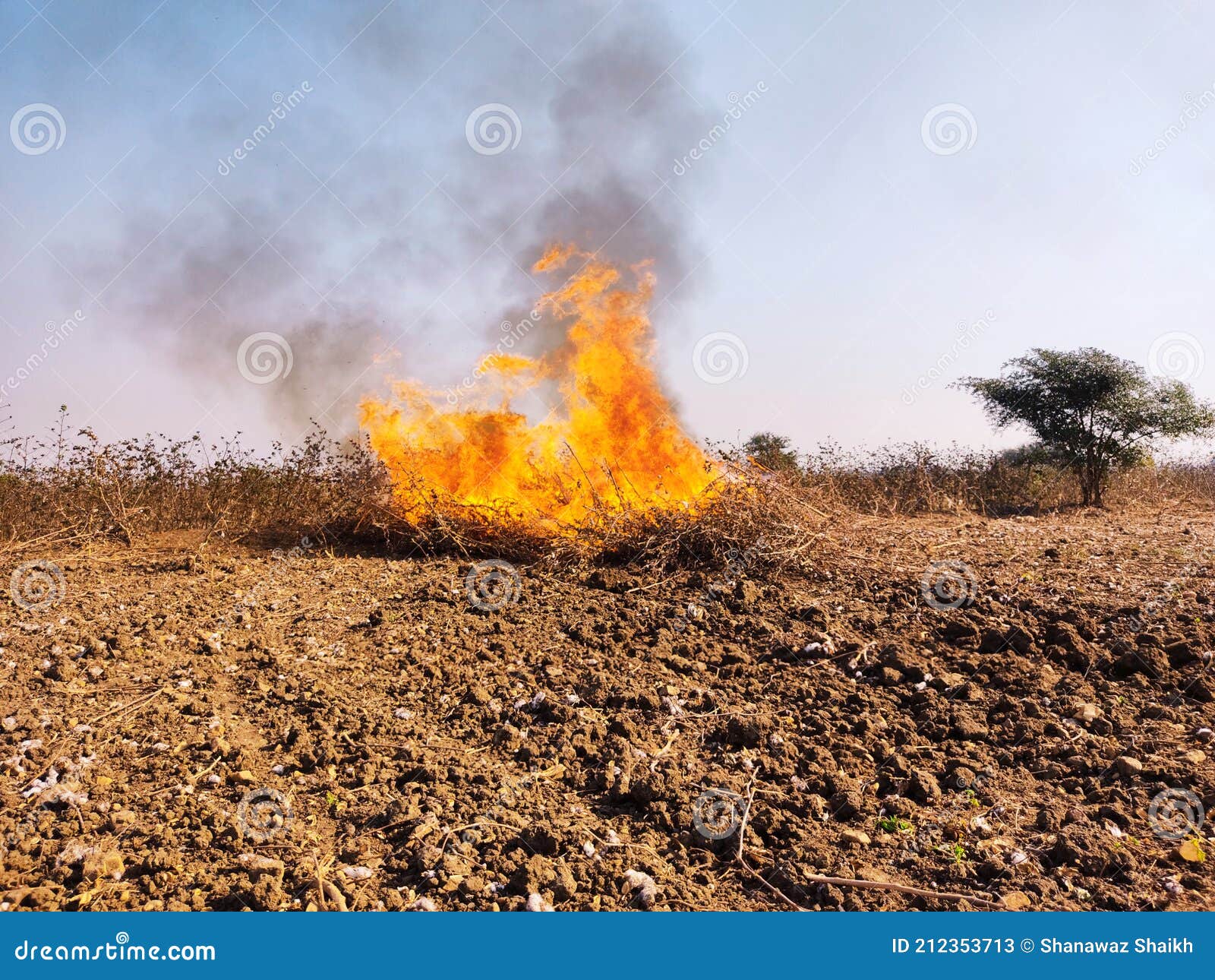 Big fire in cotton Field stock image. Image of fire - 212353713