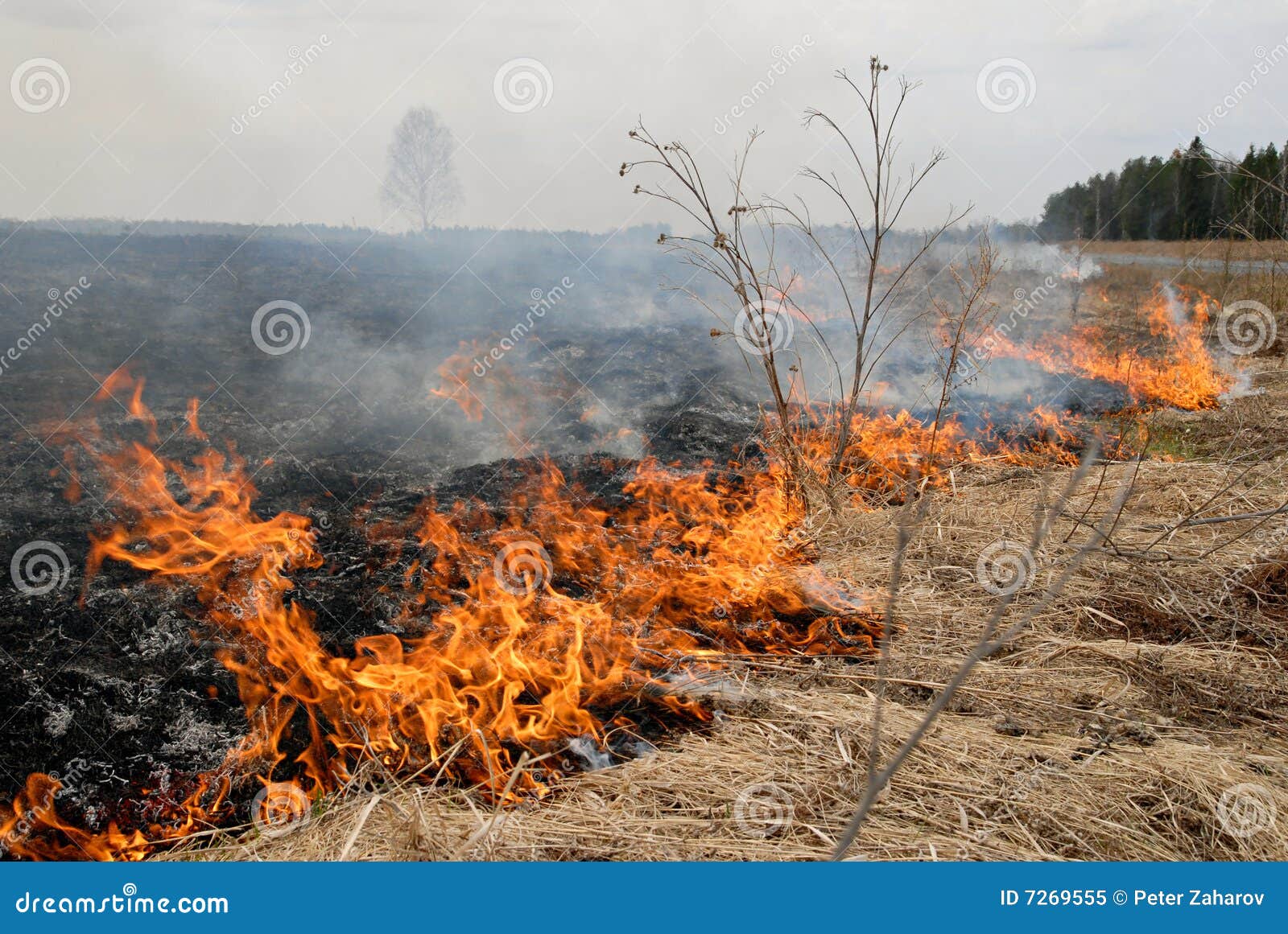 Big Fire in the Dry Grass Field. Stock Image - Image of forest ...