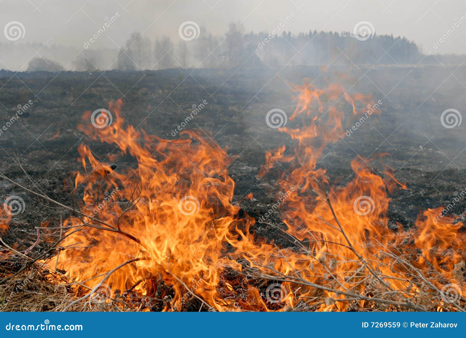 Big Fire in the Dry Grass Field Stock Image - Image of rural, grass ...