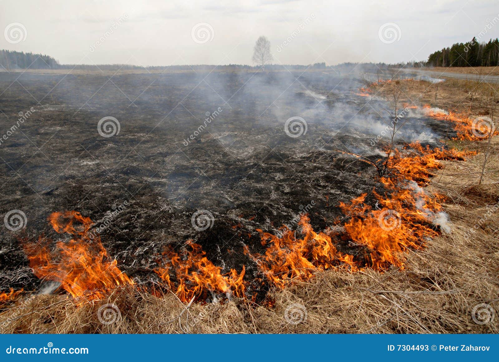 Big Fire in the Dry Grass Field. Stock Image - Image of land, nature ...