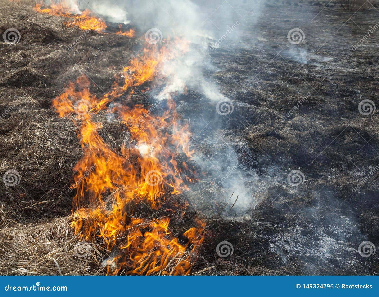 Big fire in the field stock photo. Image of ashes, burn - 149324796