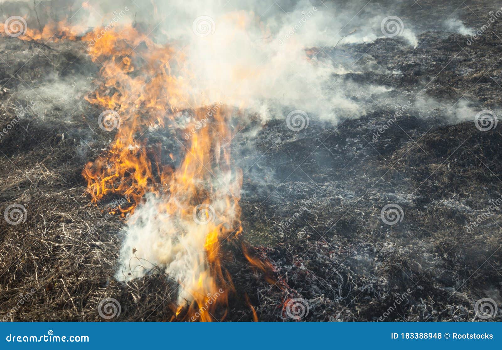 Big fire in the field stock photo. Image of calamity - 183388948