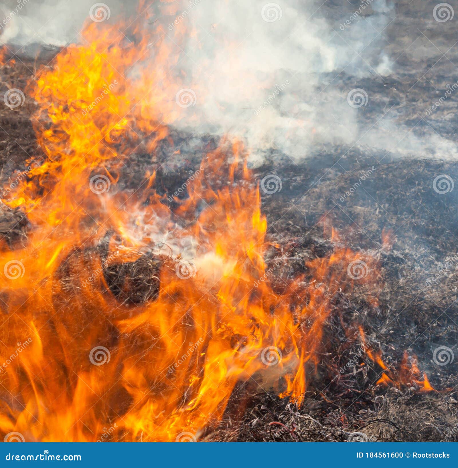 The big fire in the field stock photo. Image of ecological - 184561600