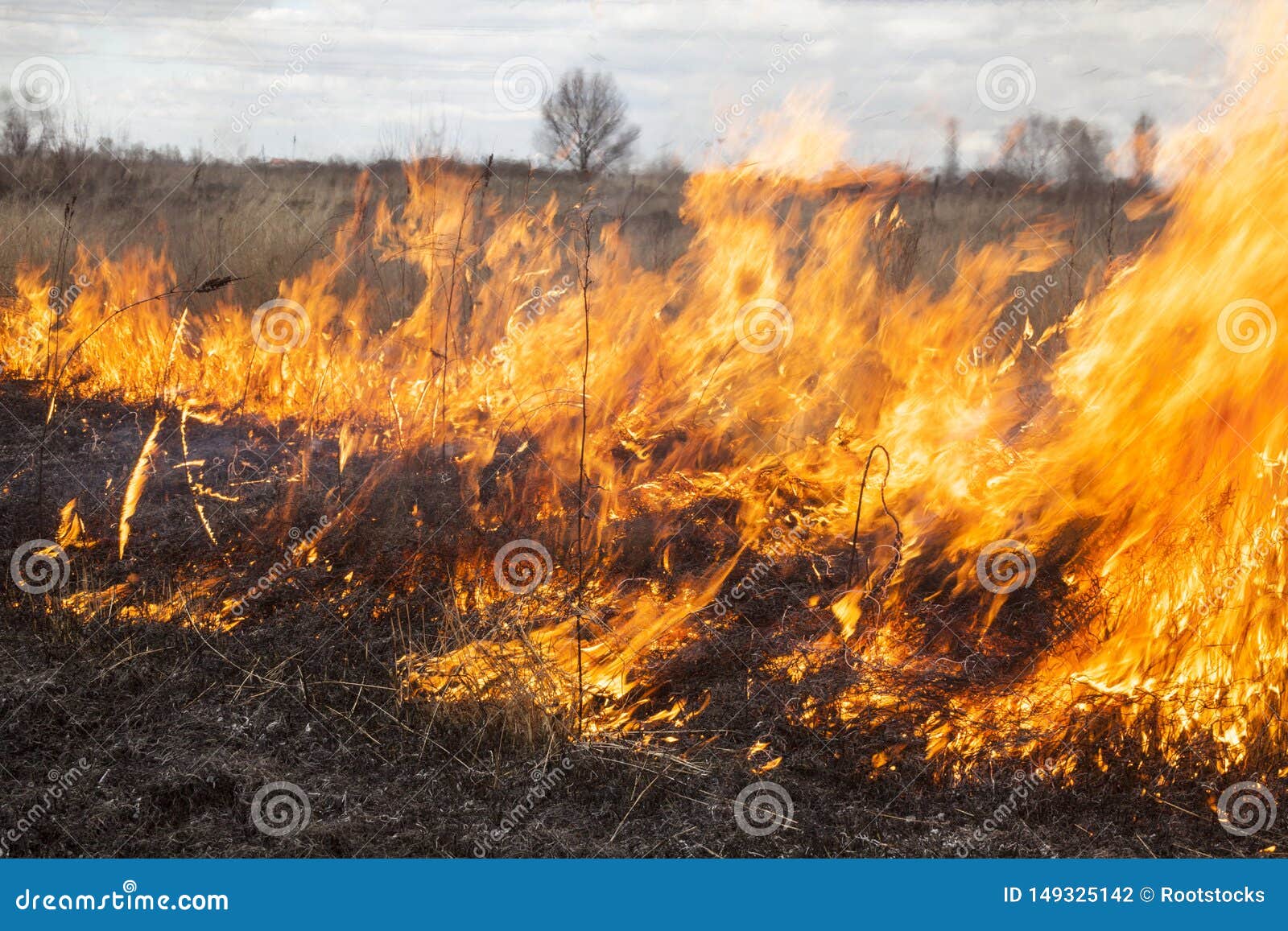 Big fire in the field stock photo. Image of hell, conflagration - 149325142