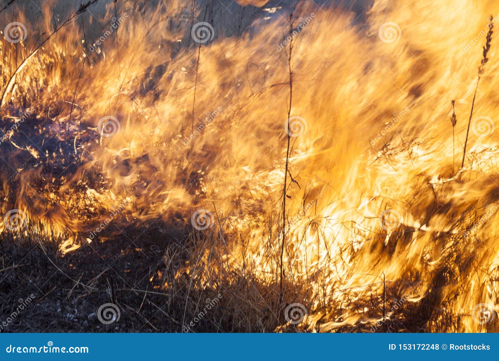 Big fire in the field stock photo. Image of burn, flare - 153172248